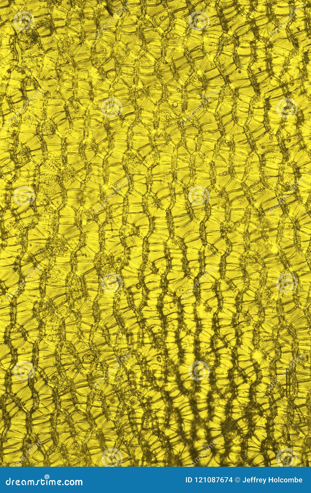 Leaf Patterns in an Abstract Micrograph of Peat Moss. Stock Photo ...