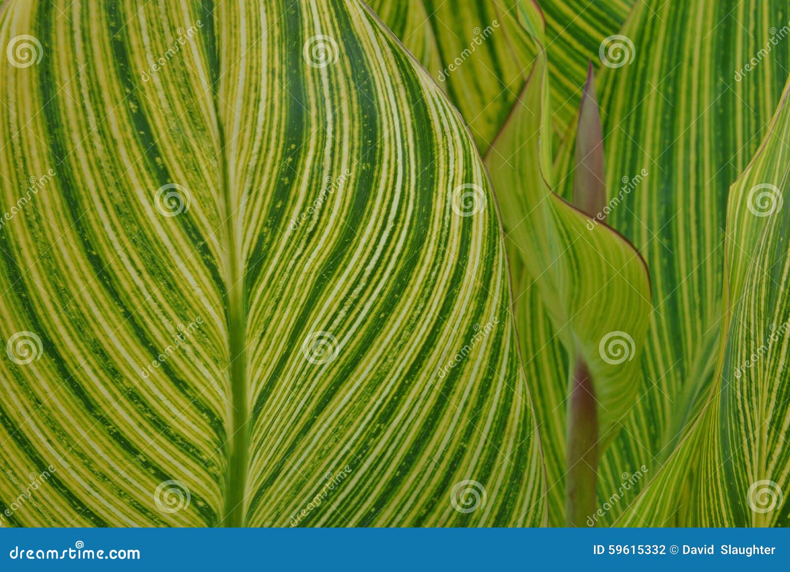 Leaf Patterns of Calla Lilies Jean Augustine Park Stock Photo - Image ...