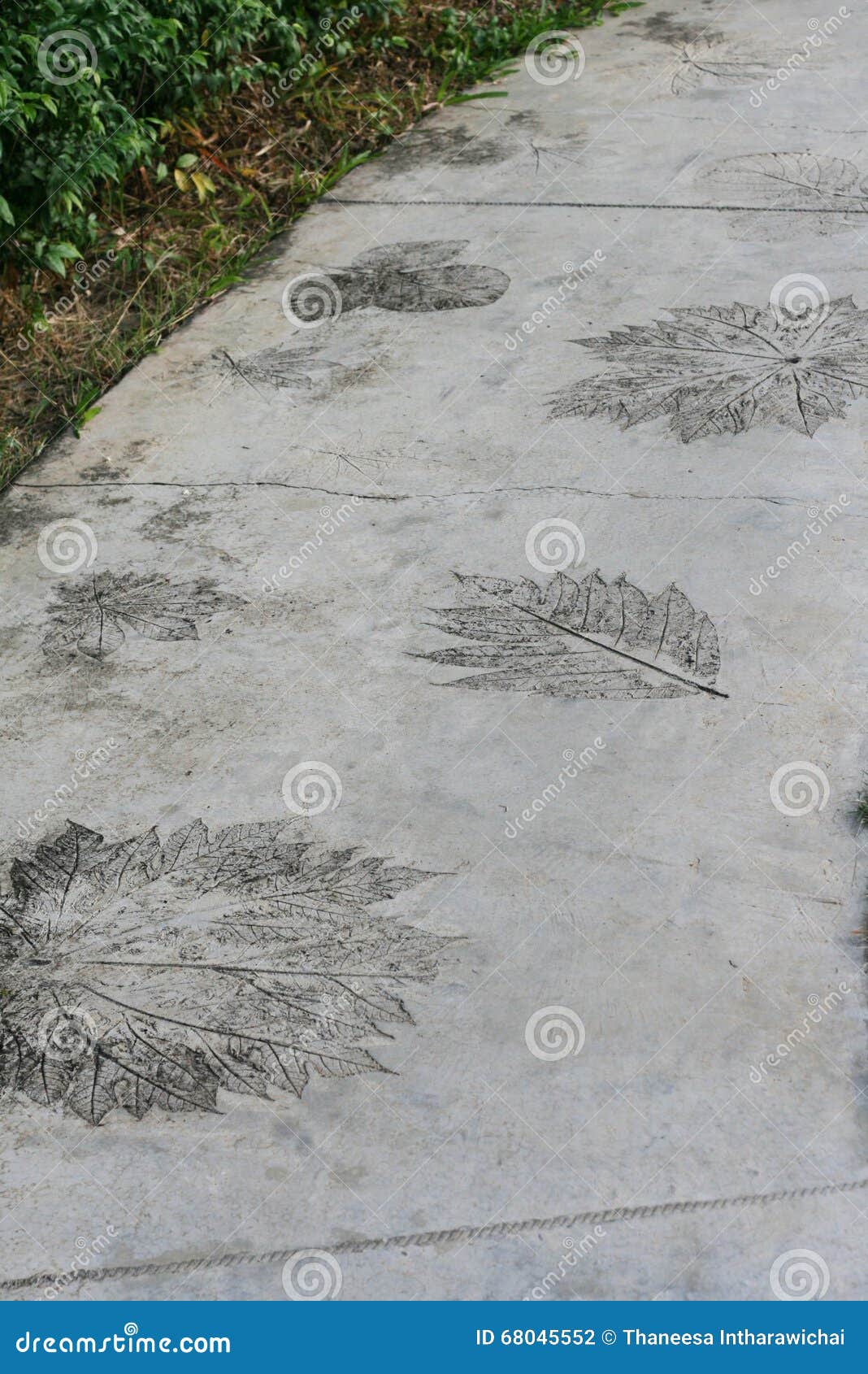 Leaf Patterns Printed on Cement Floor Stock Photo - Image of outdoor ...