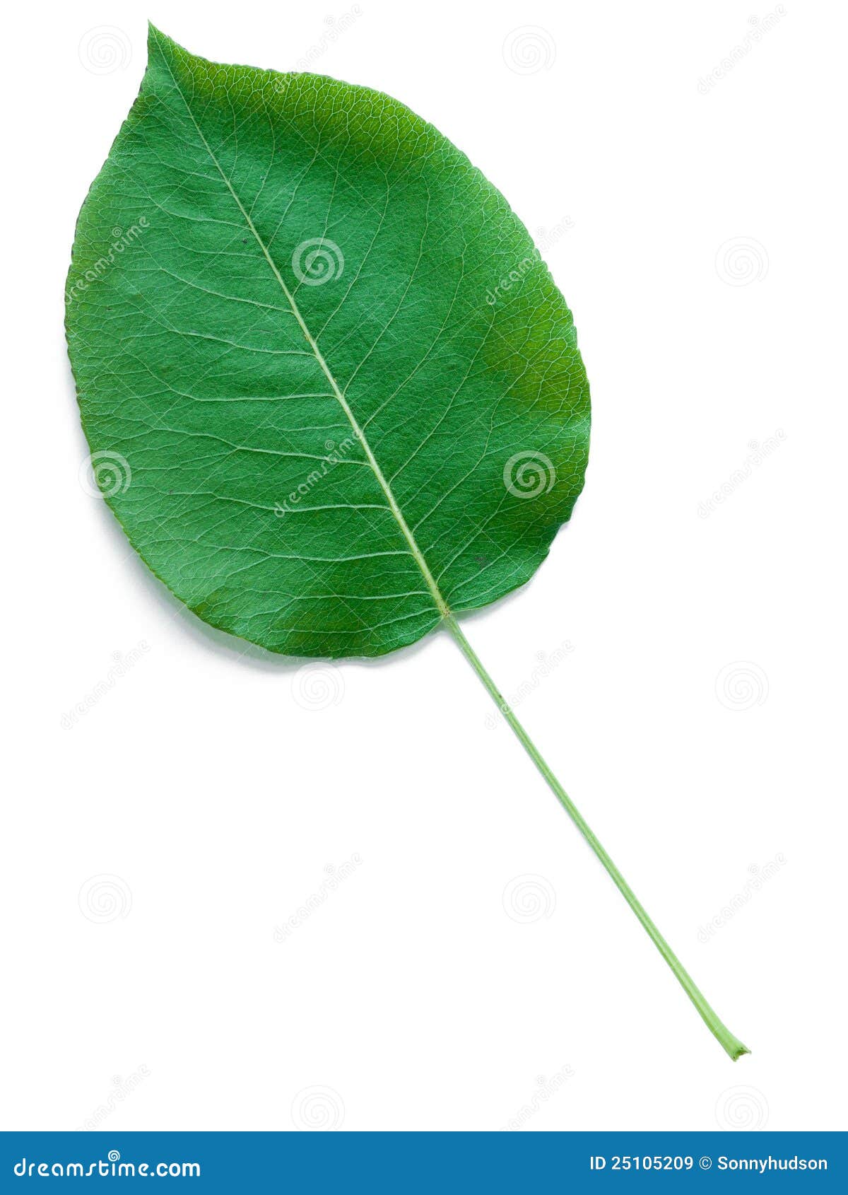 A Leaf of a Pear Tree stock image. Image of season, plant - 25105209