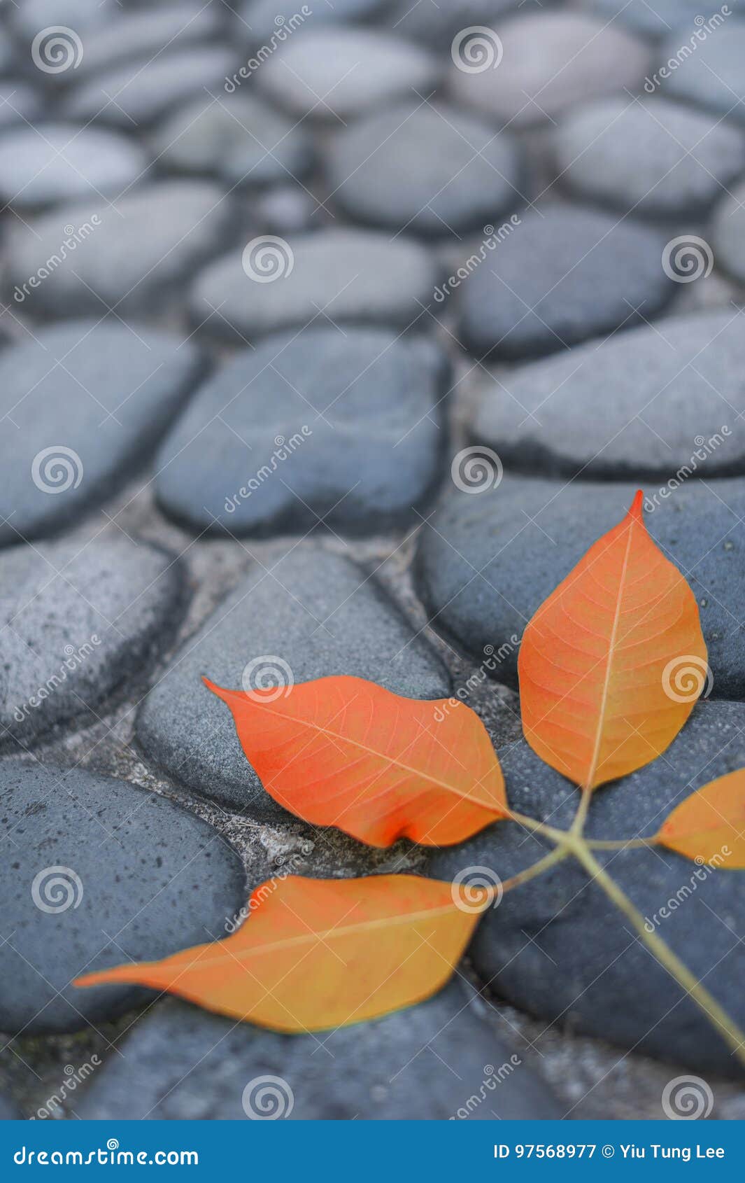Leaf and pebble stock image. Image of detail, material - 97568977