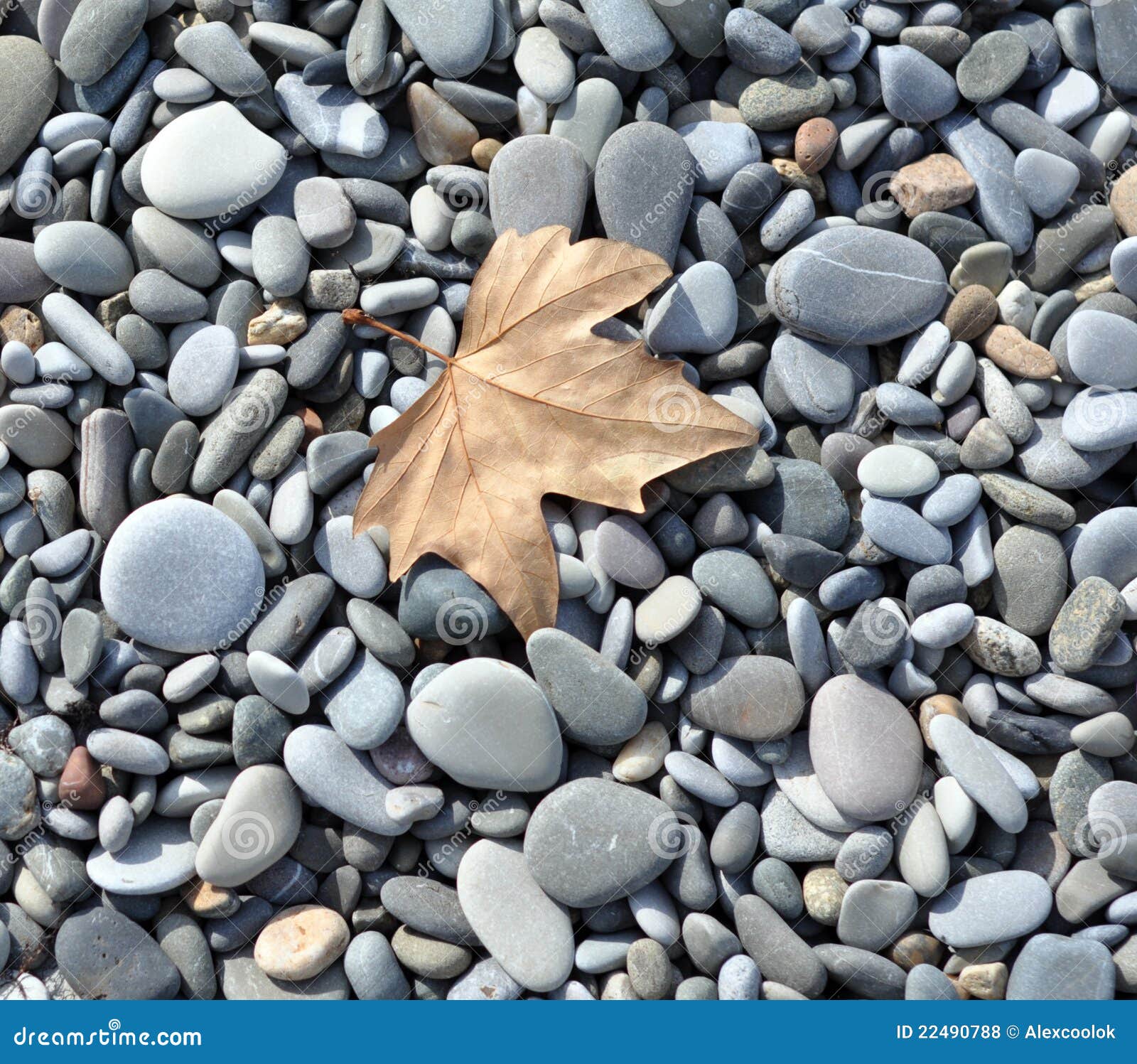Leaf on the pebbles stock photo. Image of organic, september - 22490788