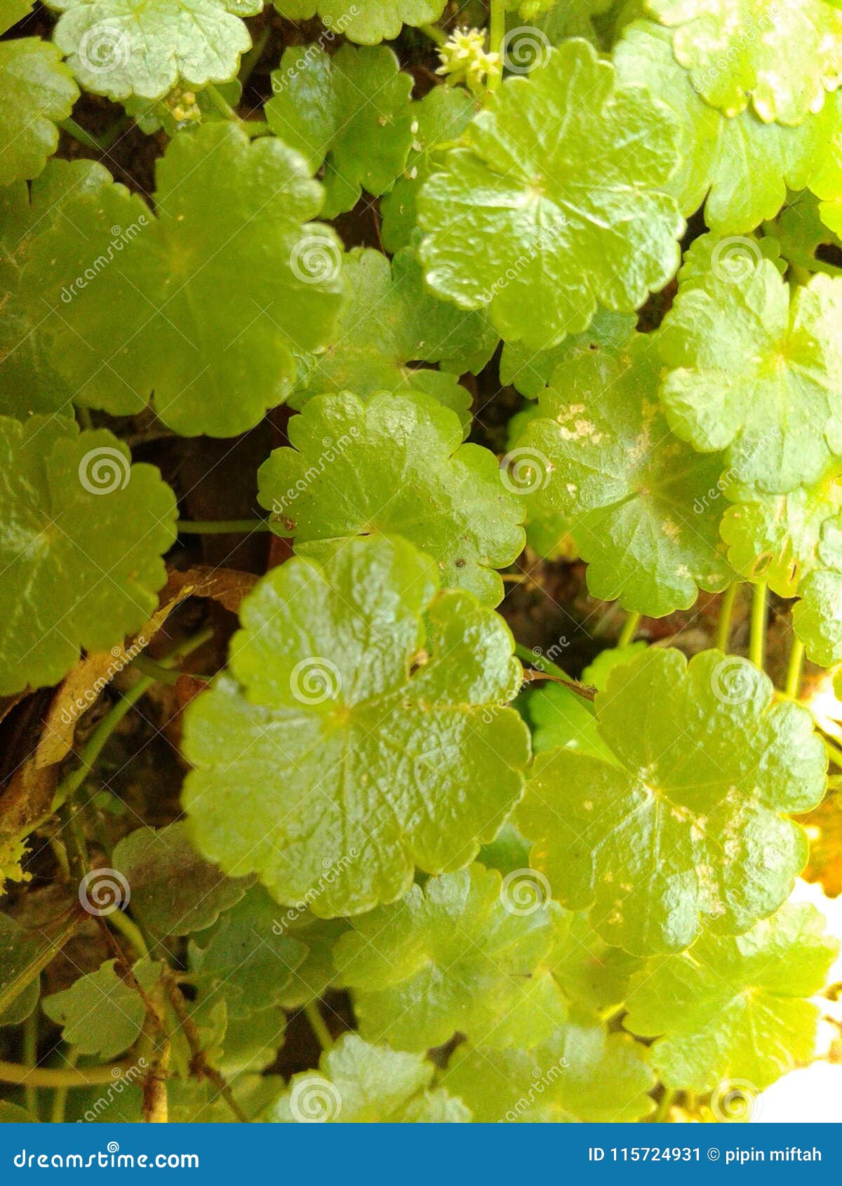 Leaf pegagan stock image. Image of leaf, pegagan, group - 115724931