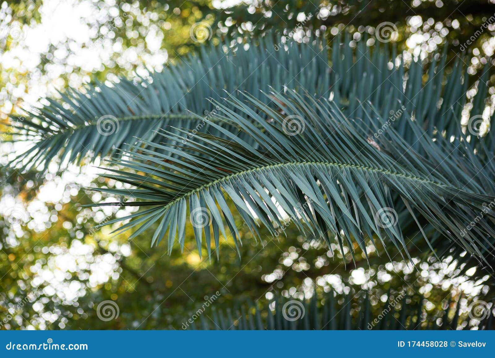 The Leaf of Phoenix Canariensis Stock Photo - Image of tree, growing ...