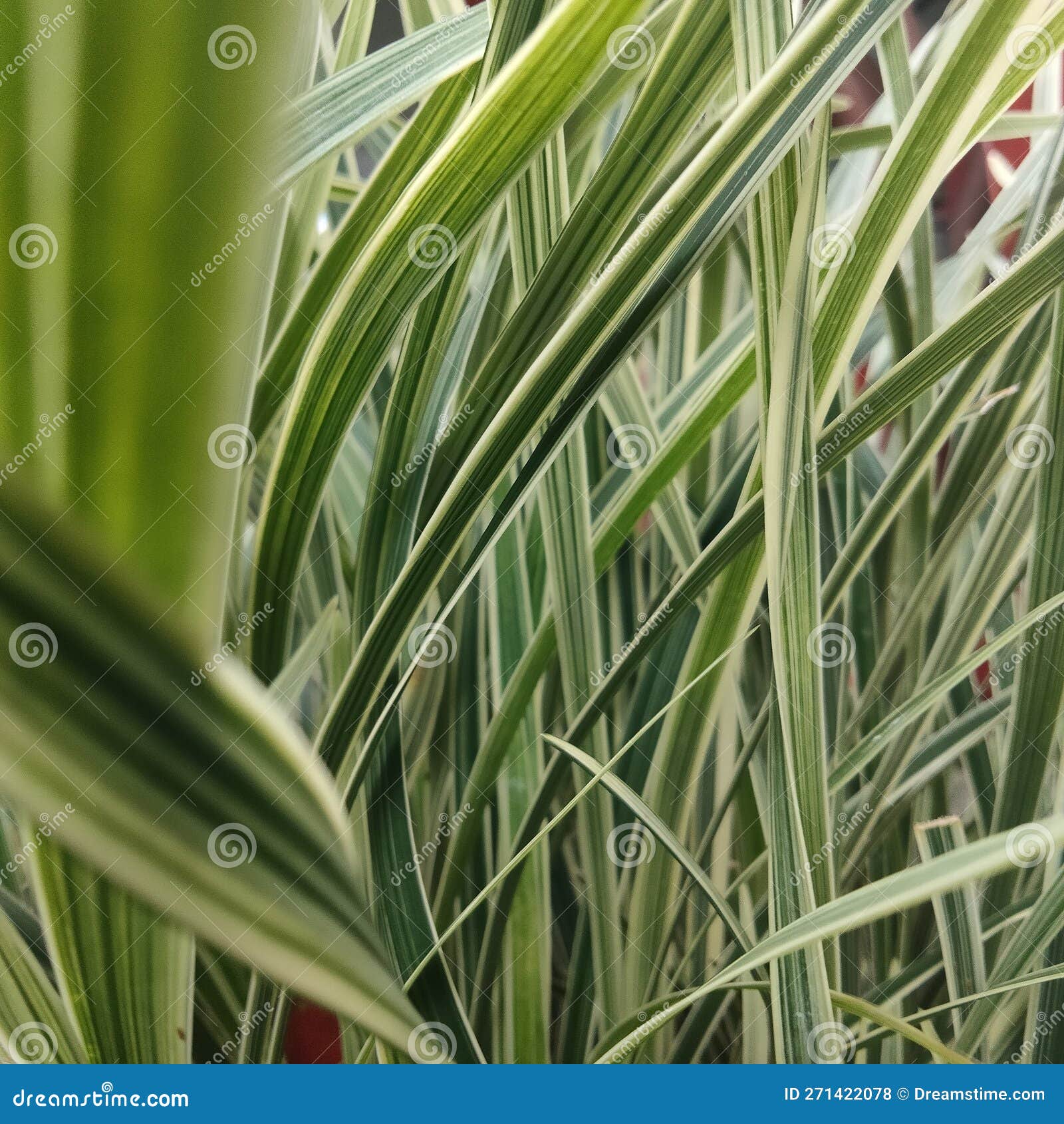 Leaf Photos Look Close To an Interesting Composition Stock Photo ...