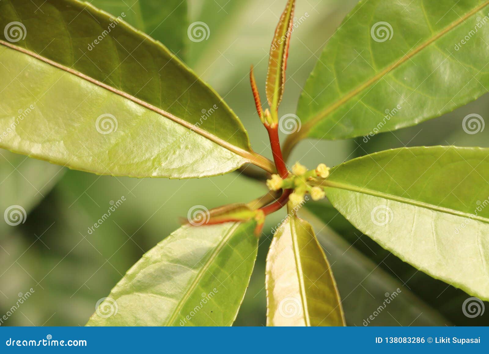 Leaf Picara Herbal in Garden Stock Photo - Image of picarafor, nature ...