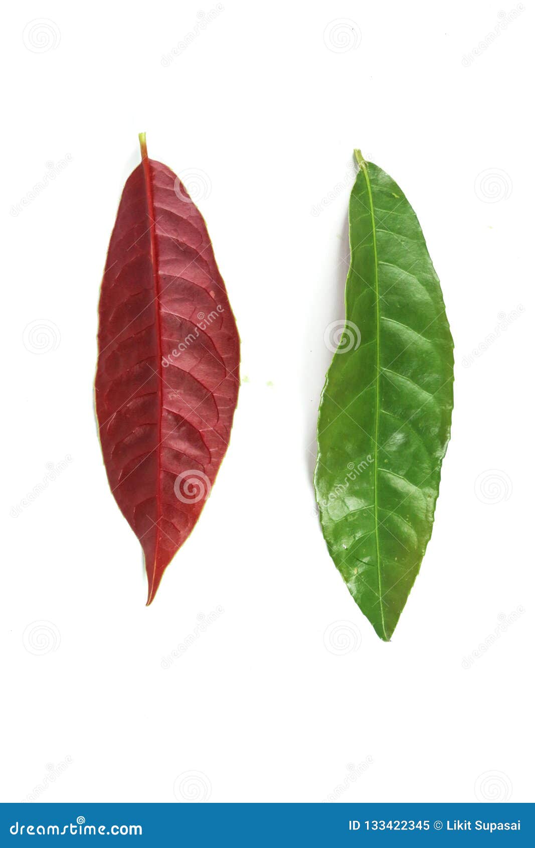 Leaf Picara White Background in Studio Stock Image - Image of leaf ...