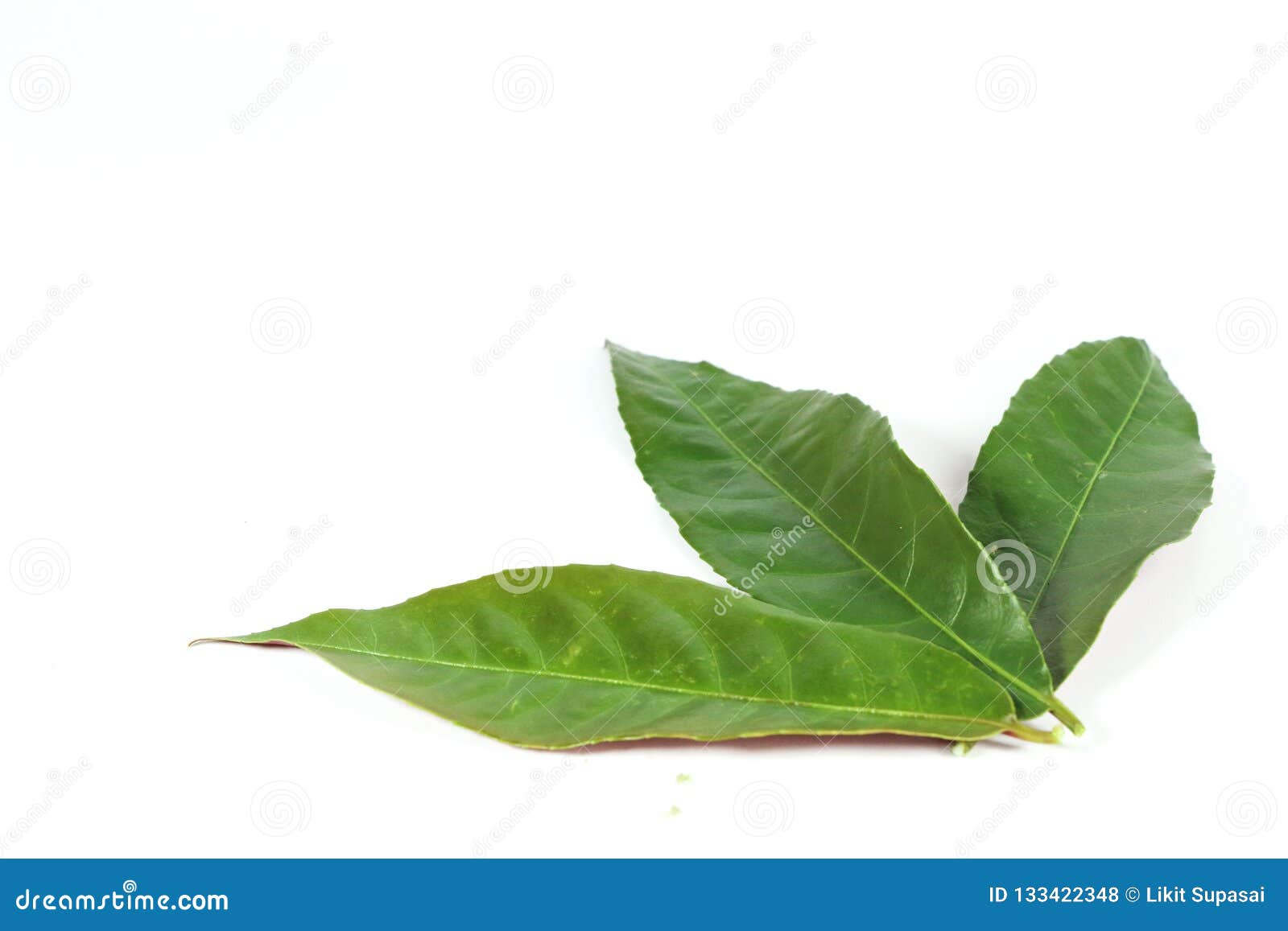 Leaf Picara White Background in Studio Stock Photo - Image of tree ...