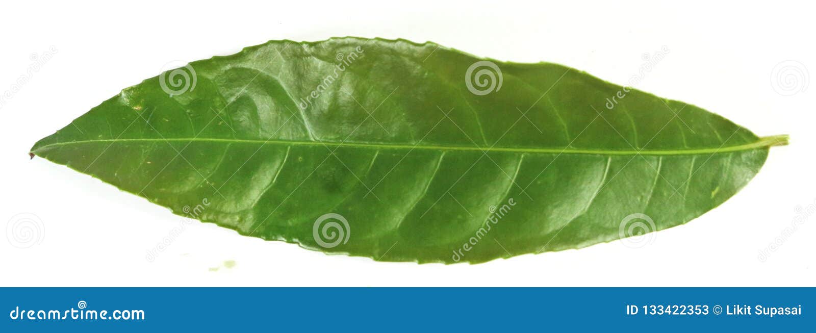 Leaf Picara White Background in Studio Stock Image - Image of zoll ...