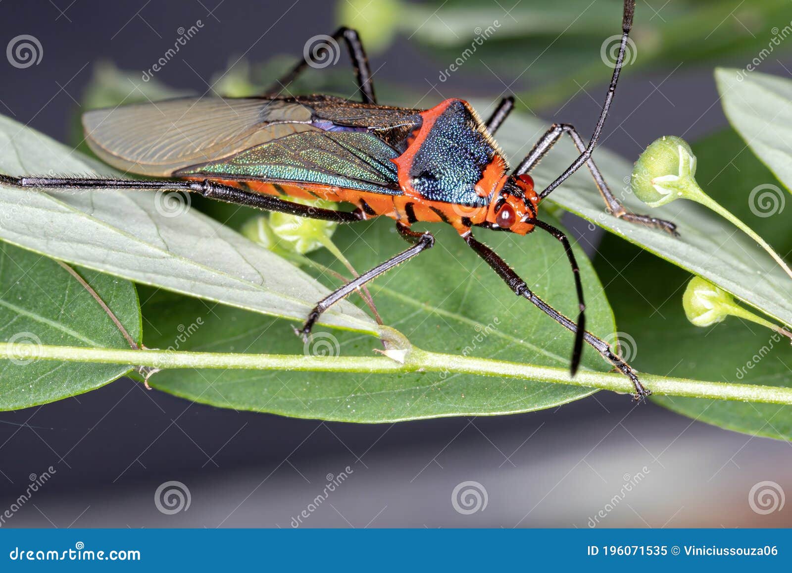 Leaf pie bug imagen de archivo. Imagen de brasil, hoja - 196071535