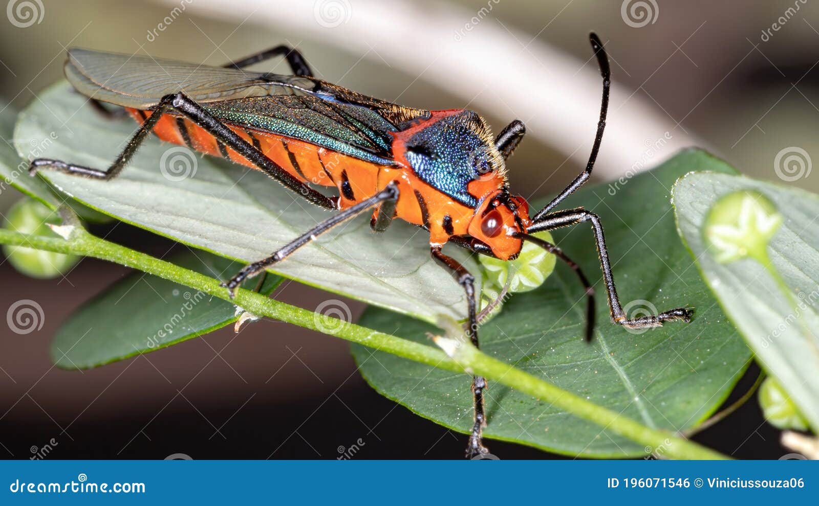 Leaf pie bug foto de archivo. Imagen de hermoso, bicho - 196071546