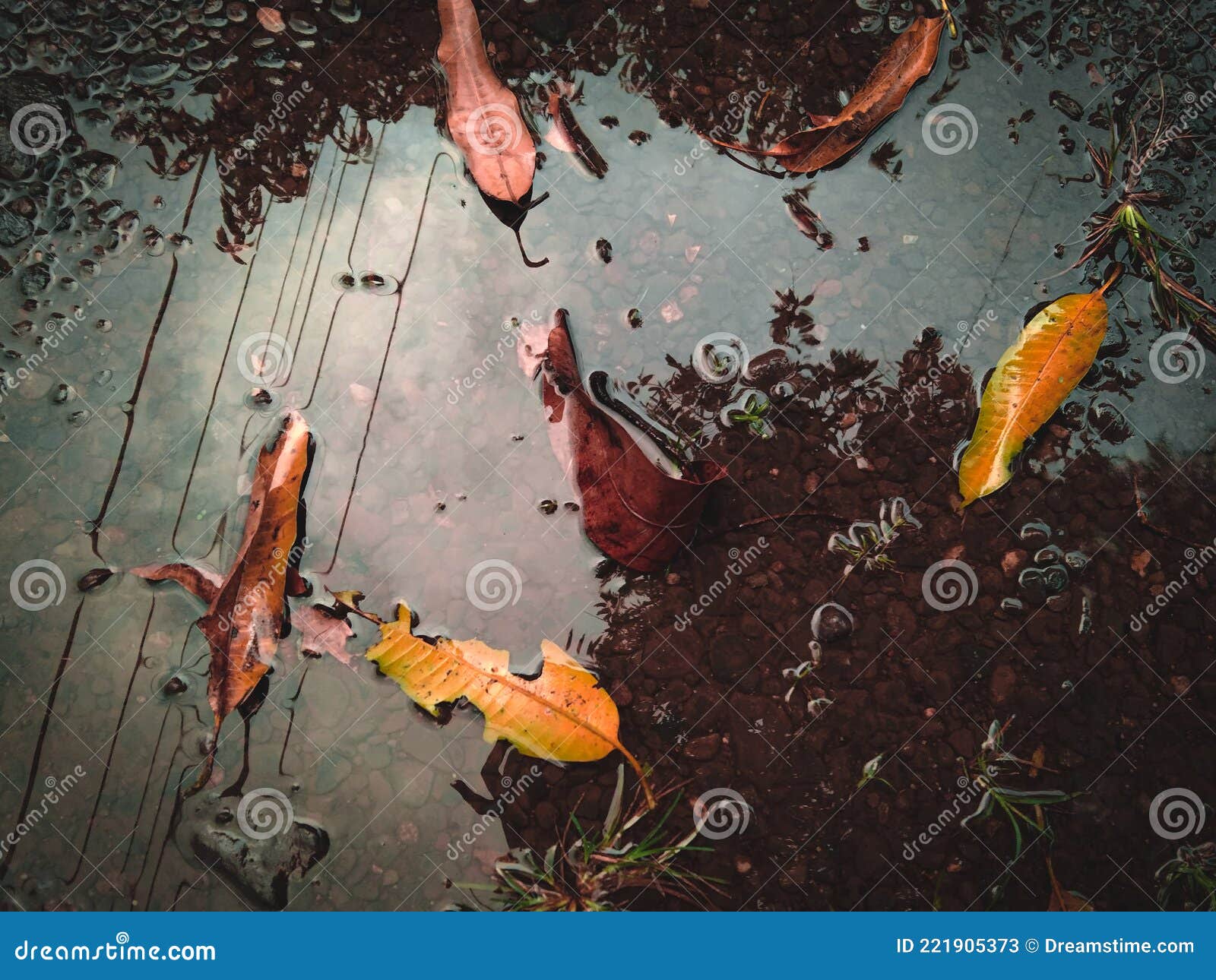 Leaf Pieces Fall in Puddles when it Rains Stock Image - Image of leaves ...