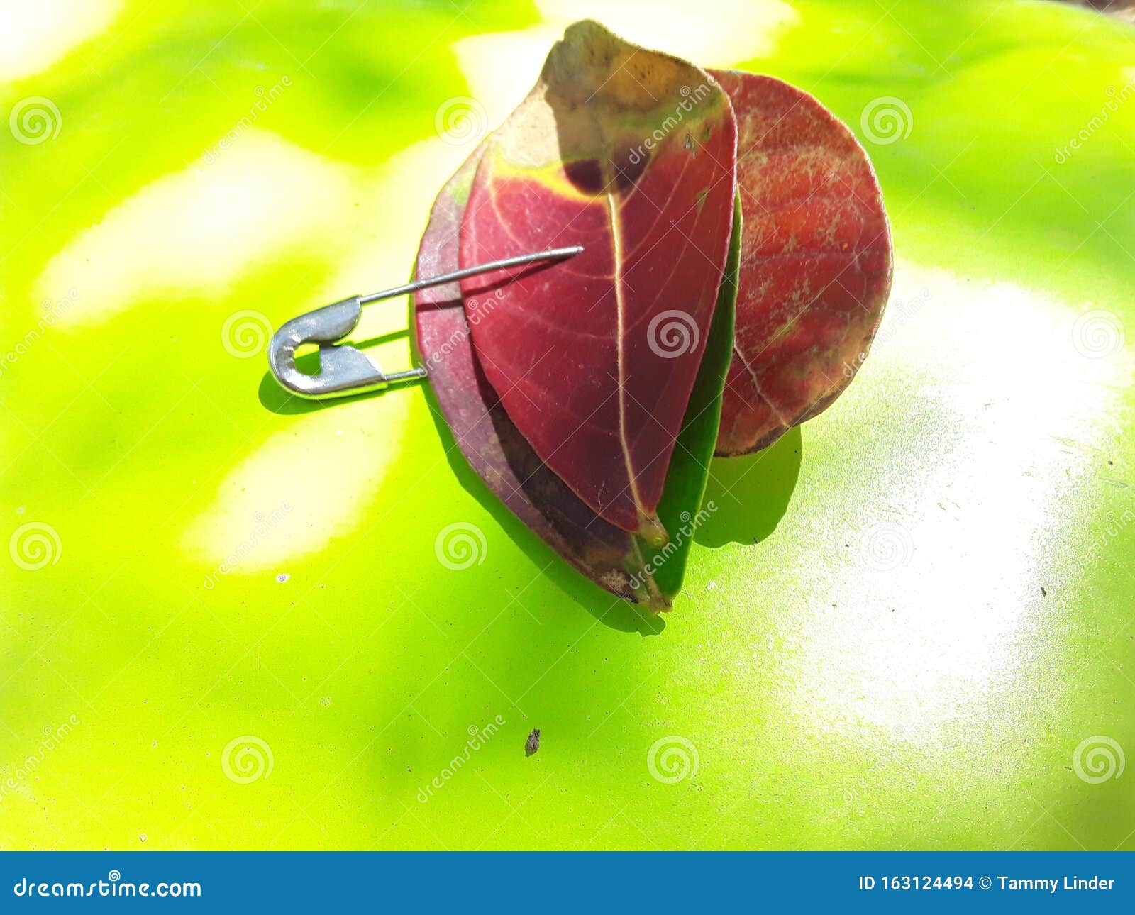 Leaf, pin, colorful stock photo. Image of colorful, leaf - 163124494