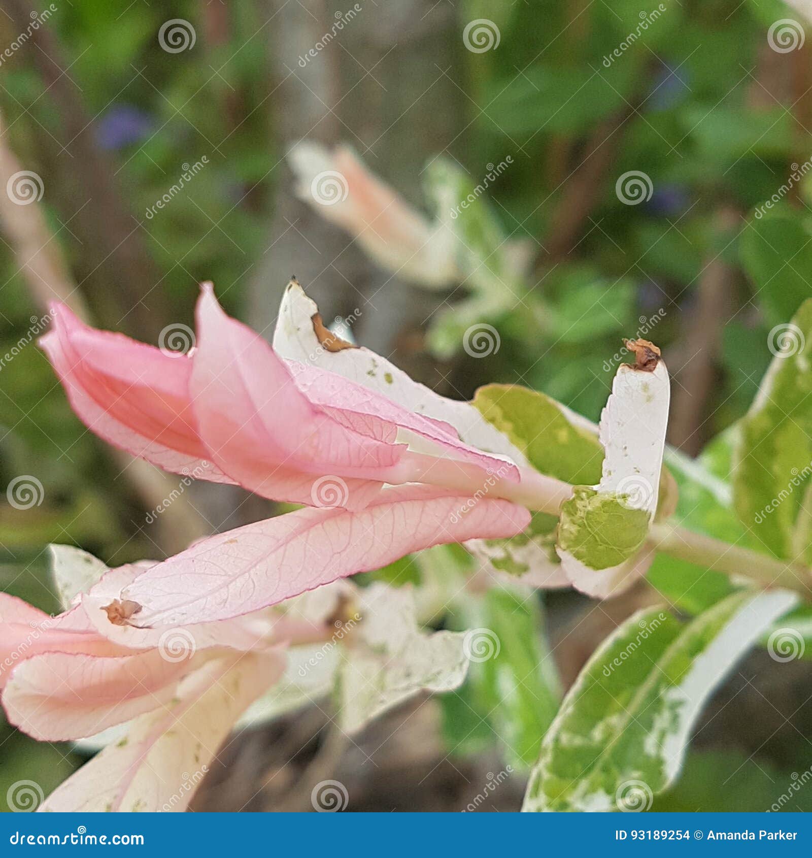 Leaf stock photo. Image of pink, rainy, leaf, rain, tree - 93189254