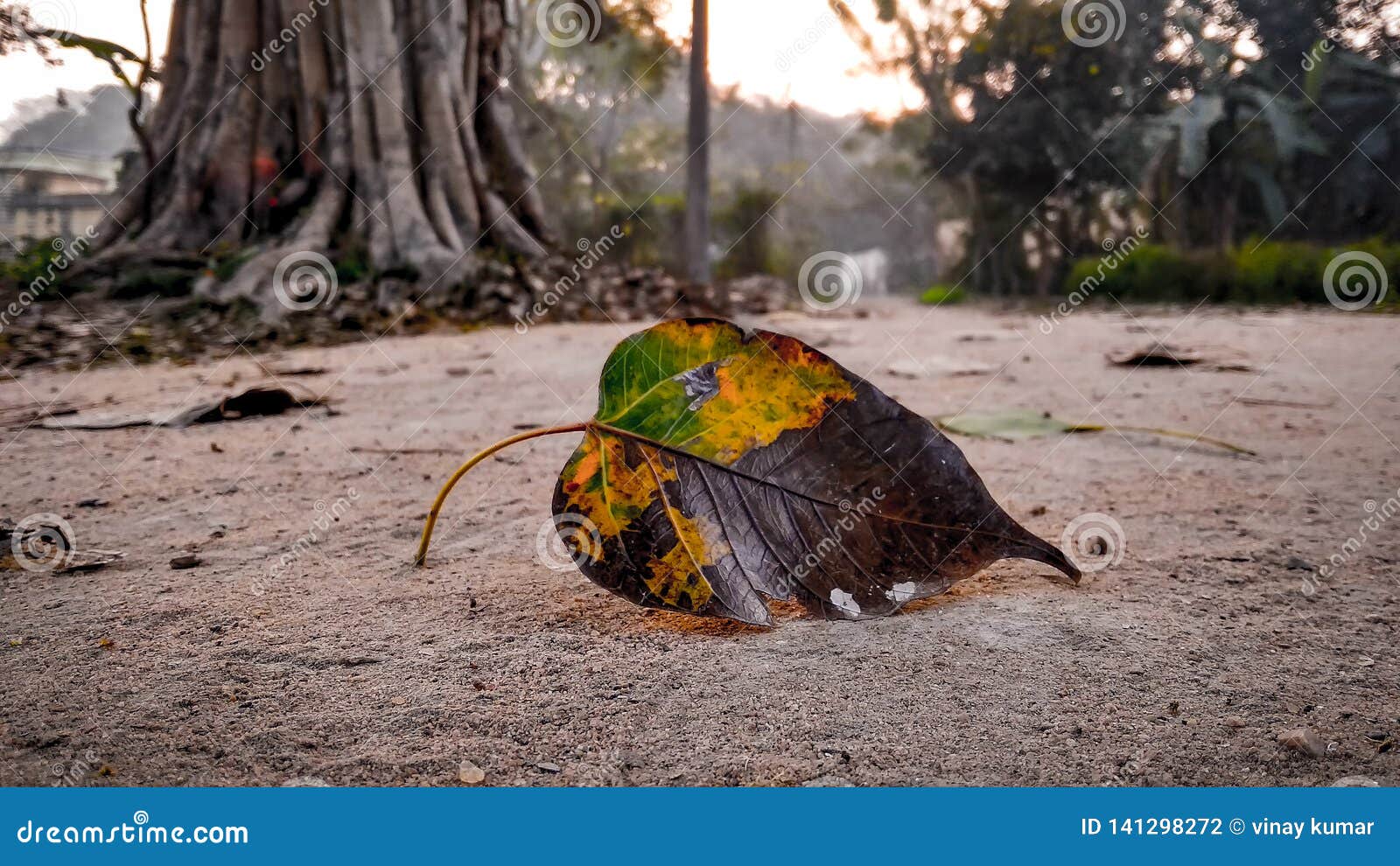 Leaf of Pipal stock photo. Image of leaf, dried, ground - 141298272