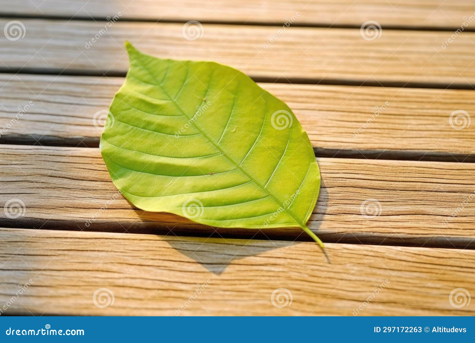 A Leaf on a Plain Wooden Deck Stock Image - Image of wooden, leaf ...