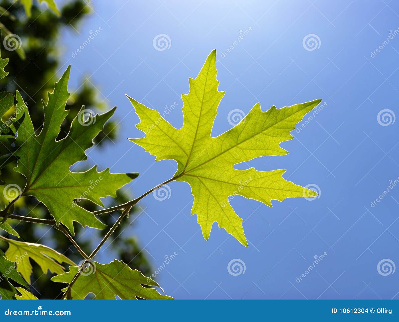 Leaf of plane tree stock photo. Image of clear, leaf - 10612304