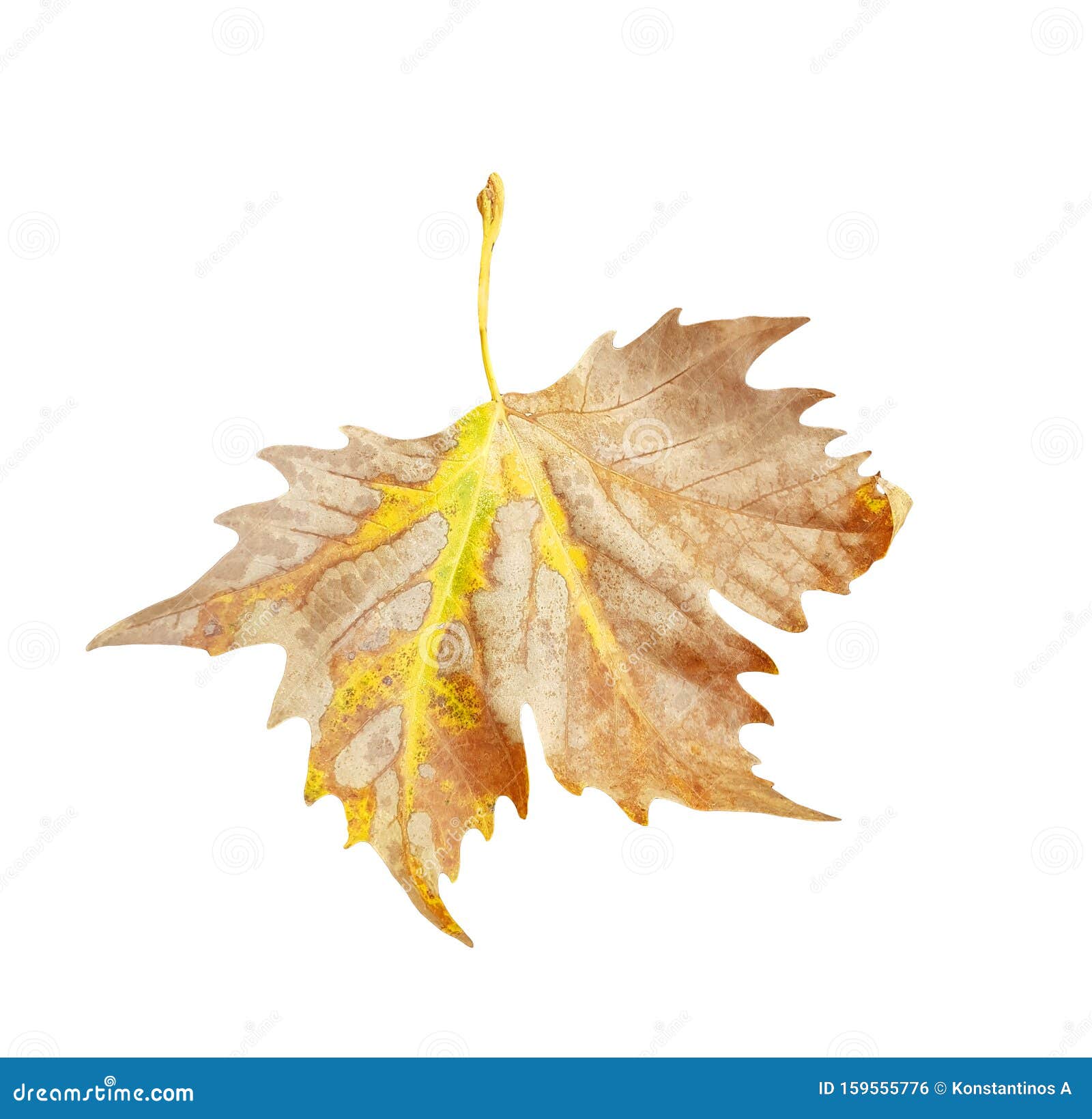 Leaf Of Plane Tree Isolated For Background Stock Photography ...