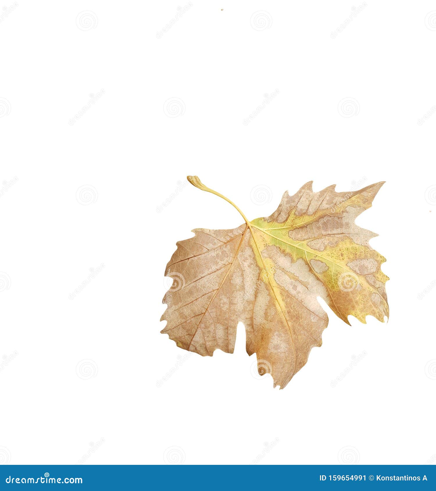 Leaf Of Plane Tree Wind Isolated For Autumn Background Royalty-Free ...