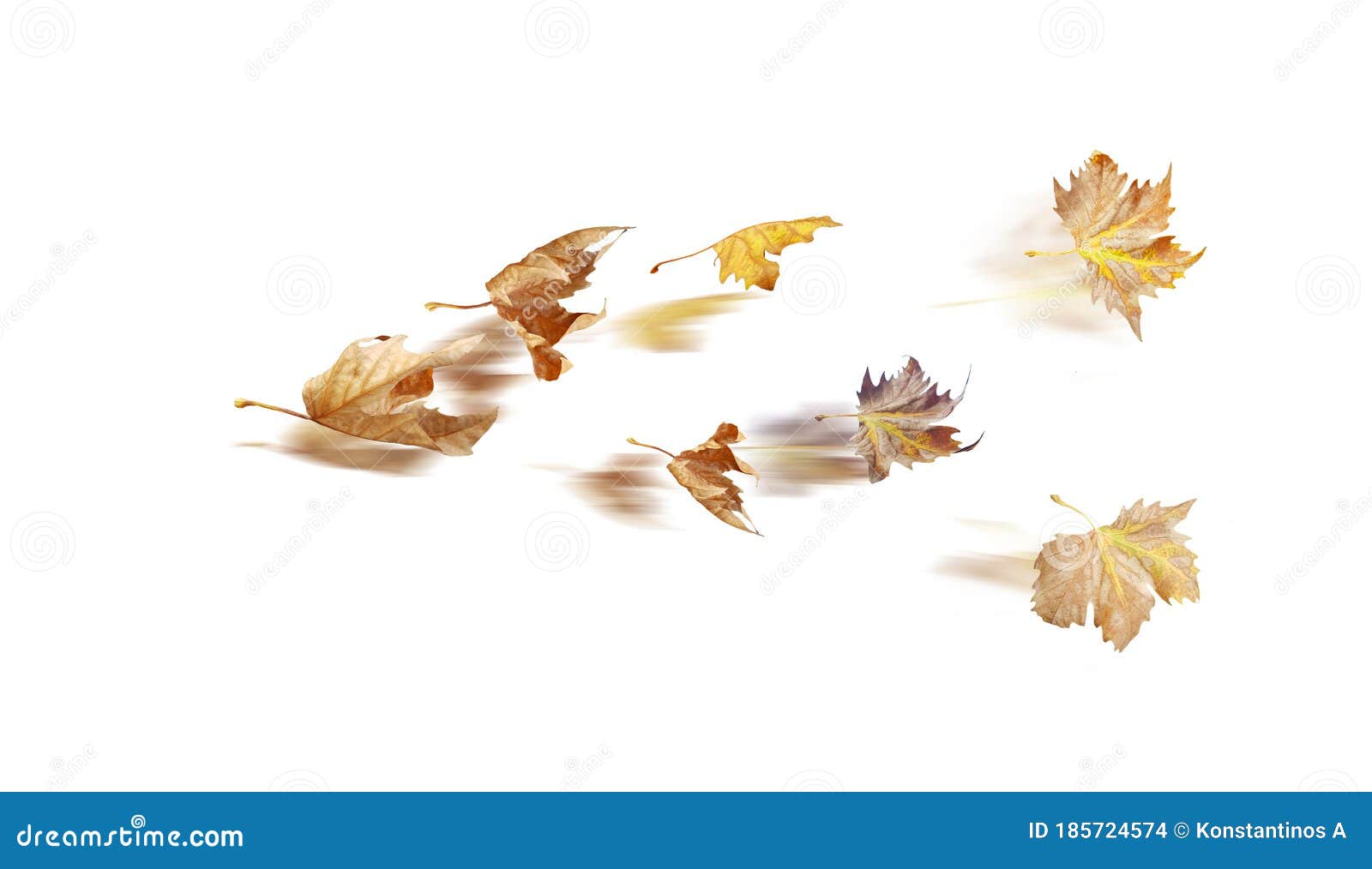 Leaf of Plane Tree Wind Isolated for Autumn Background Stock Photo ...