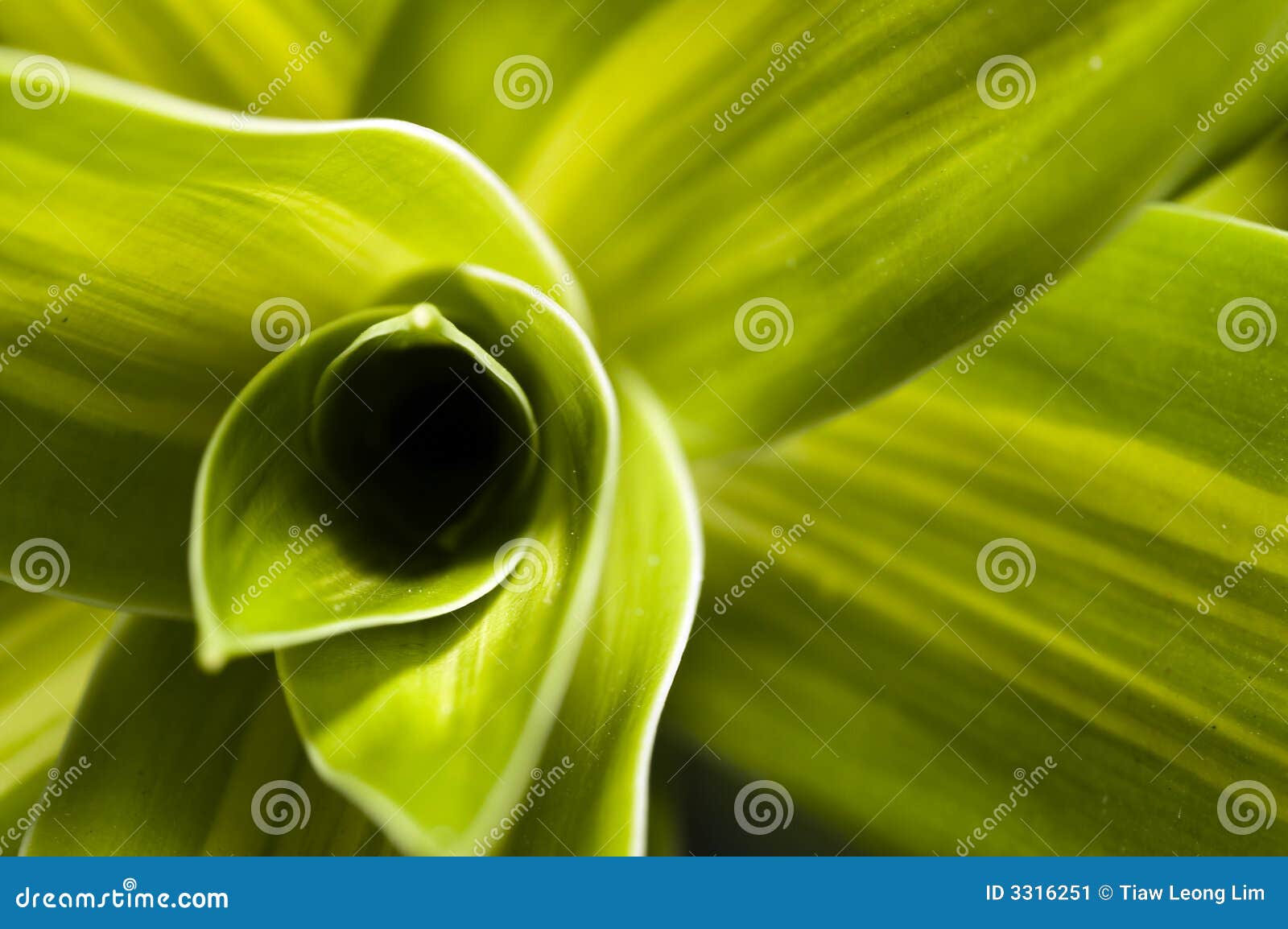 Leaf or Plant Abstract stock image. Image of black, shape - 3316251