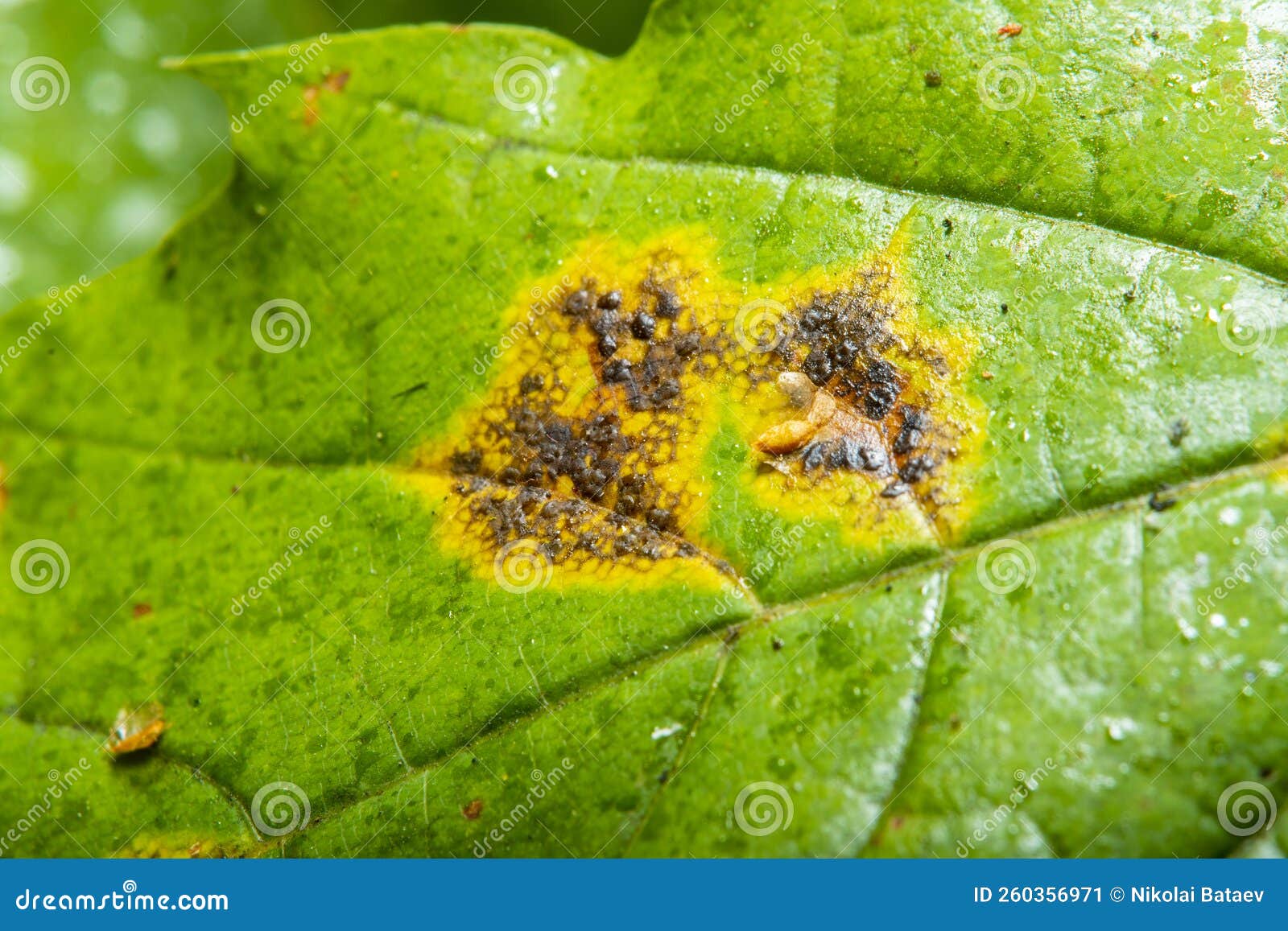 Leaf of a Plant Affected by Rust Stock Image - Image of fungal, foliage ...