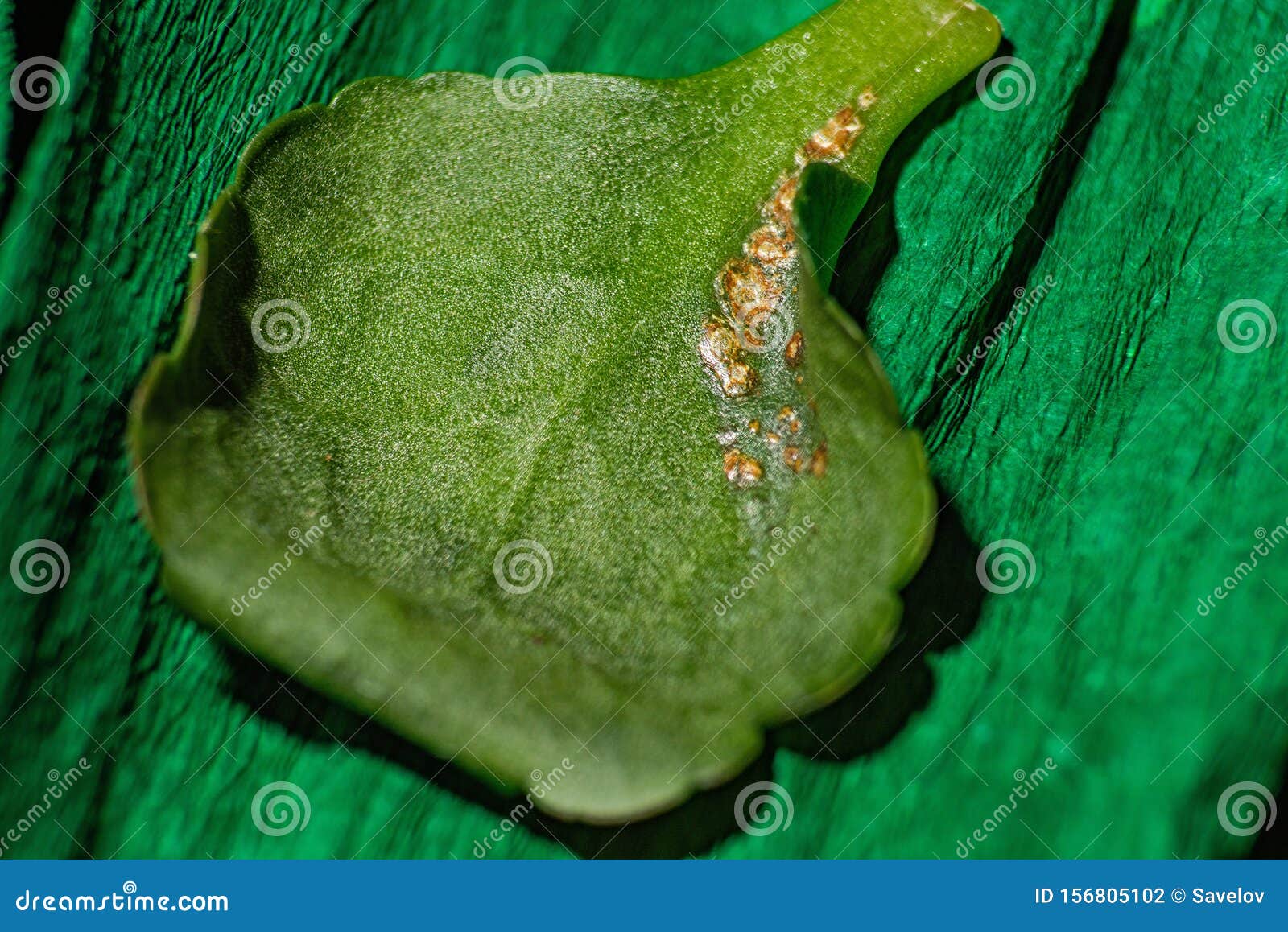 Leaf of a Plant Damaged by a Disease on Green Paper Stock Photo - Image ...