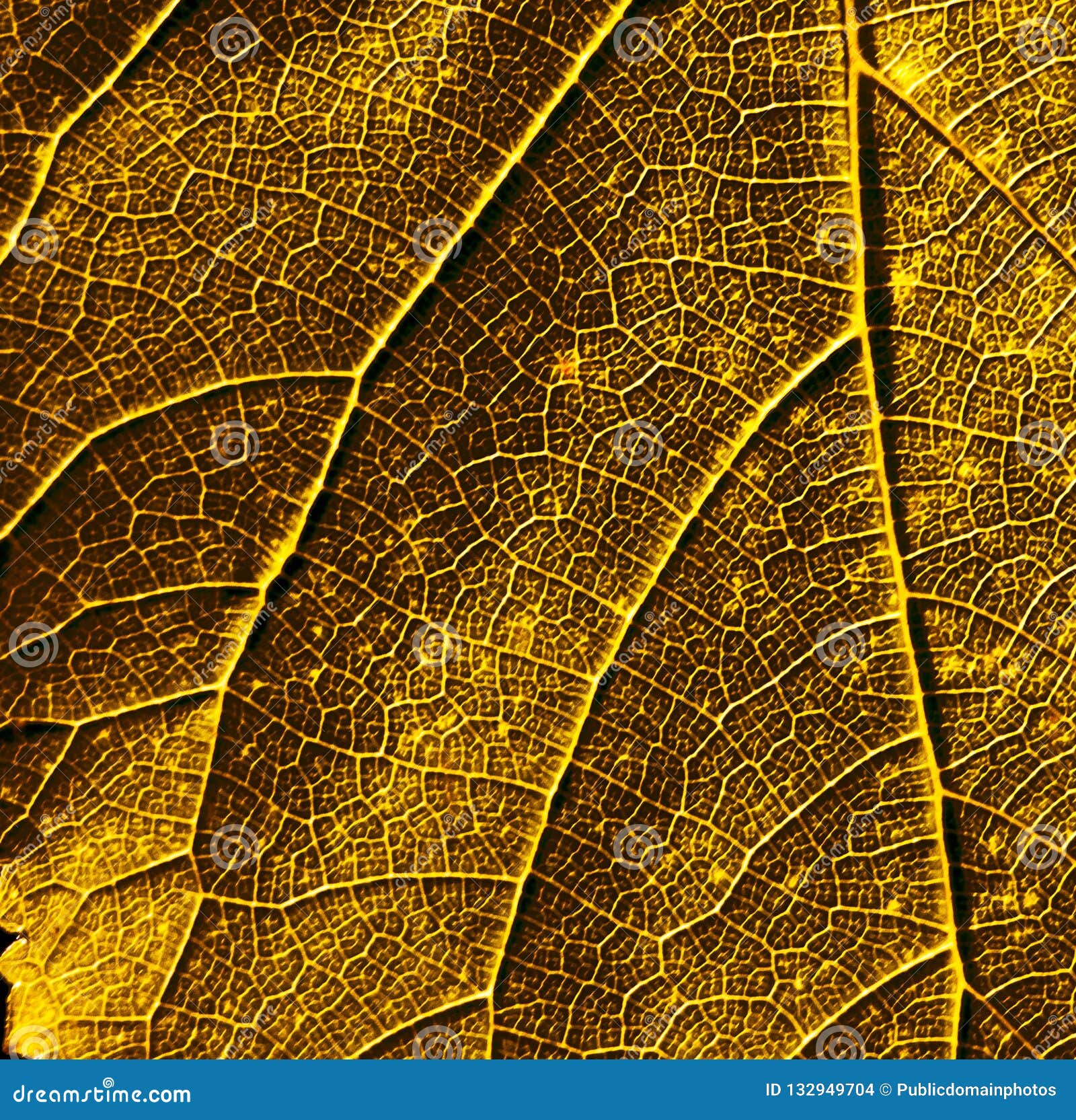Leaf, Plant, Deciduous, Pattern Picture. Image: 132949704