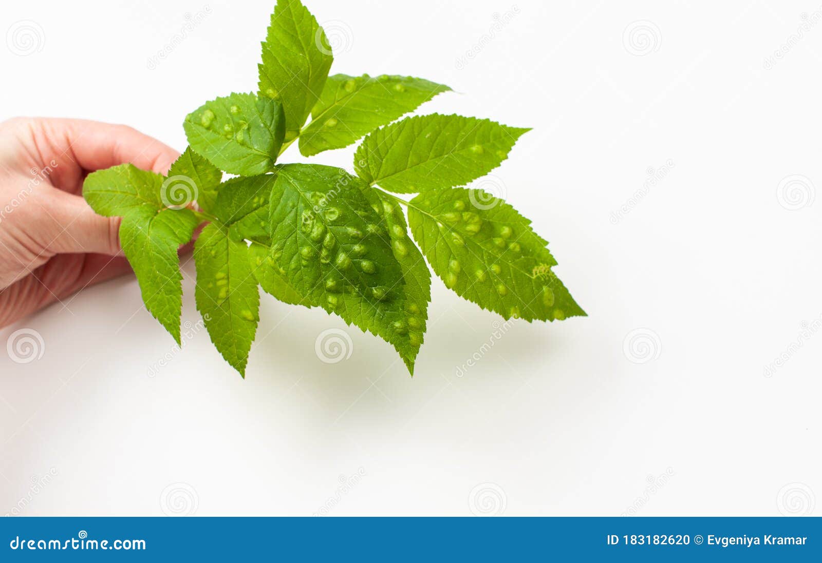 Leaf Plant or Herb with Bubbles on White Background Stock Photo - Image ...