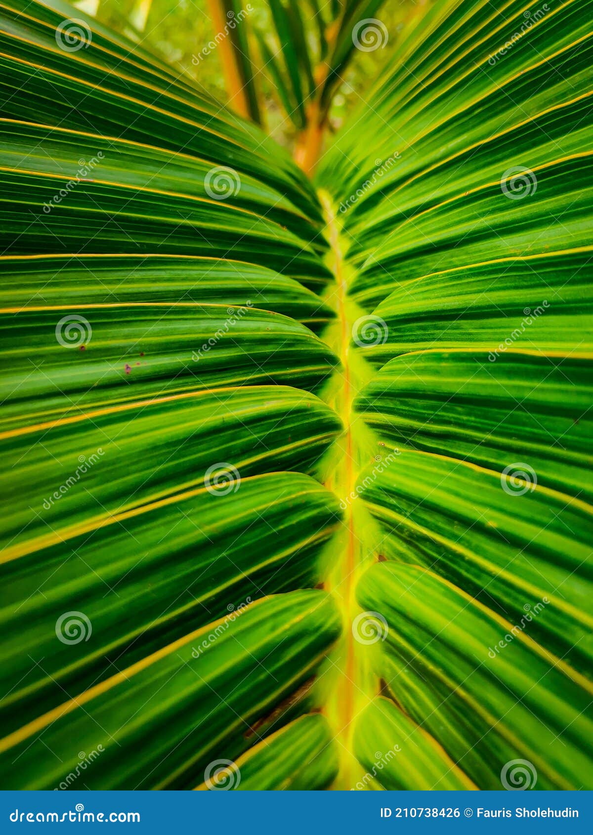Leaf Plant Line stock photo. Image of sunlight, grass - 210738426