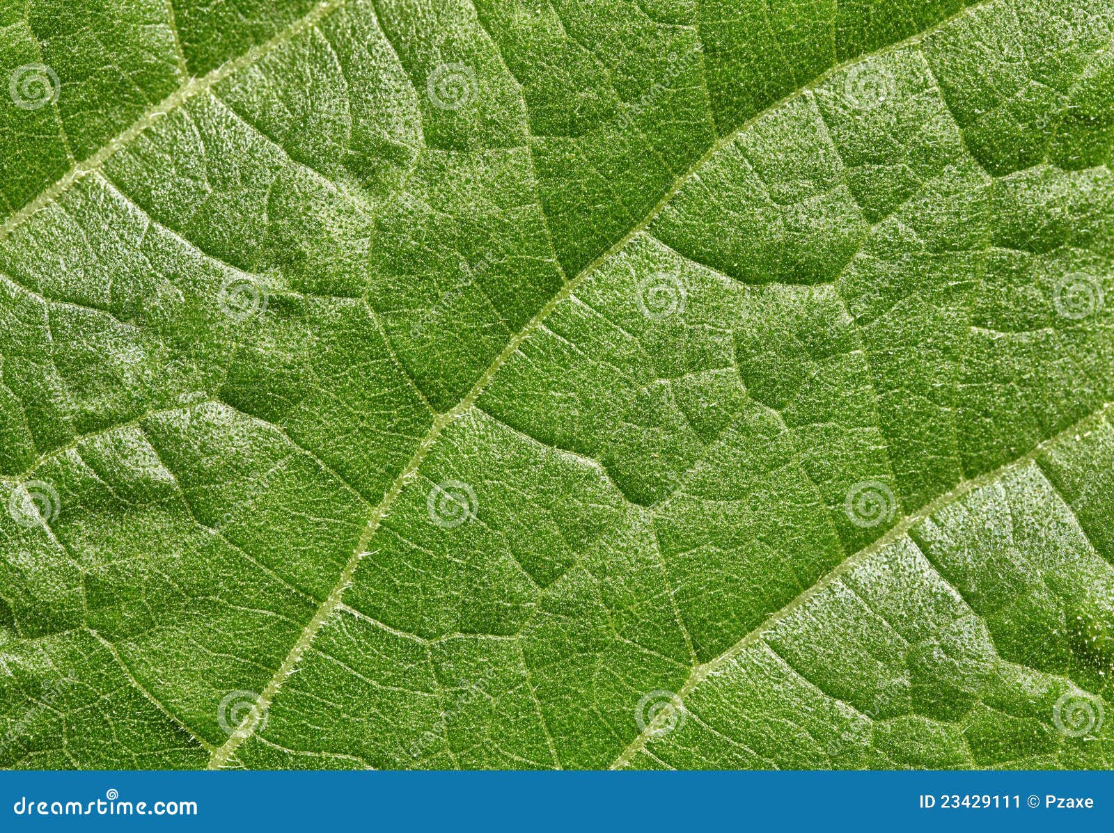 Leaf of Plant Surface Background Stock Image - Image of growth, floral ...