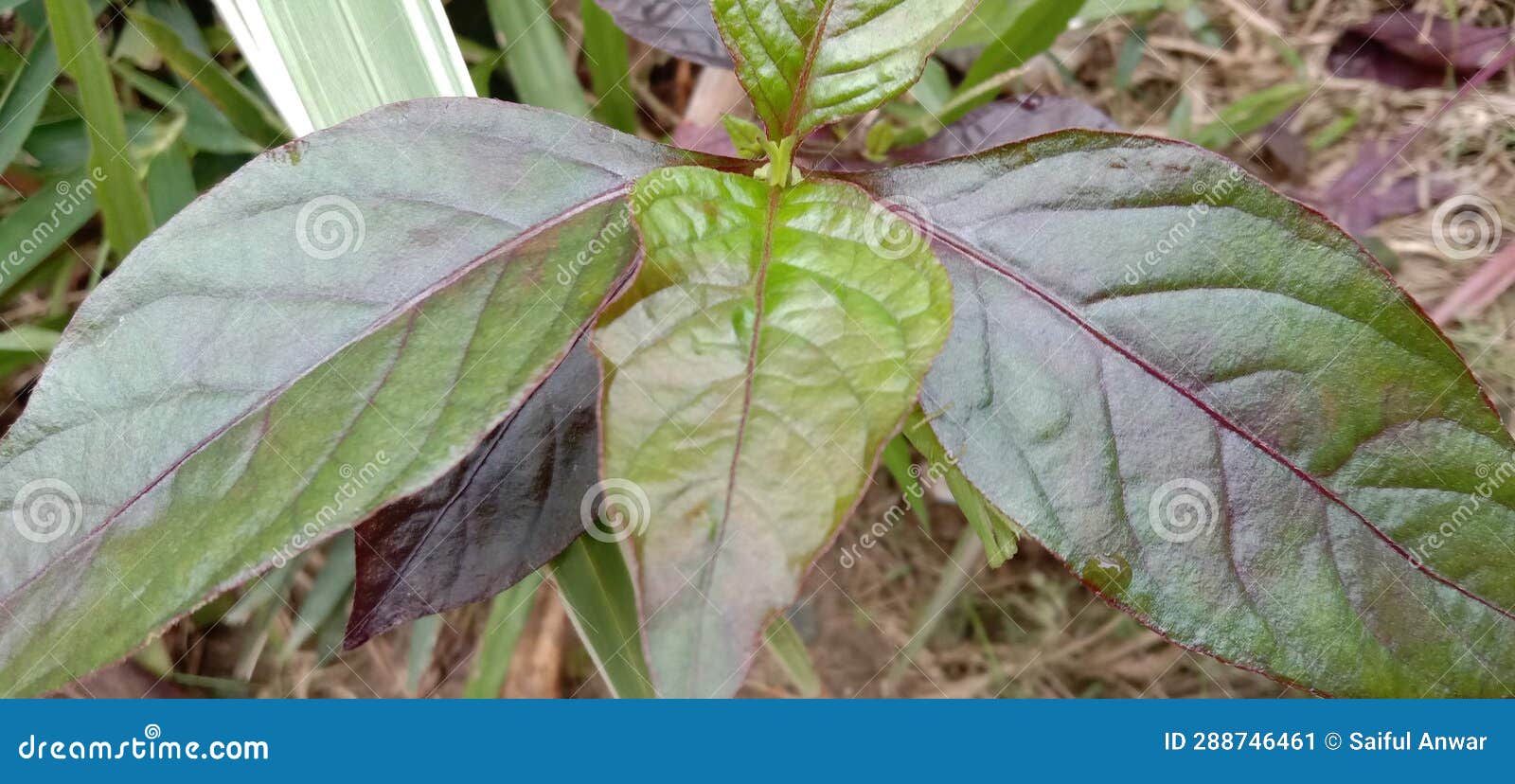 The Leaf Plants beside the Grass are Very Unique, the Leaves are ...