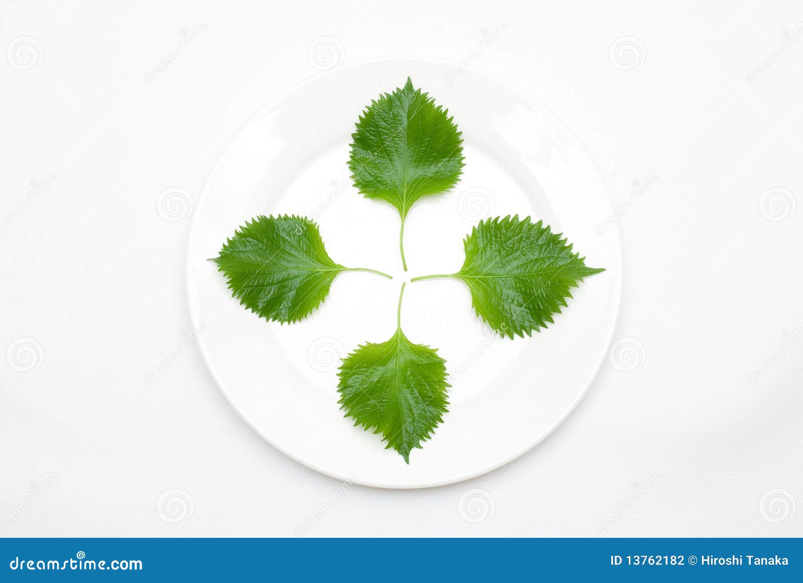 Leaf on the plate stock photo. Image of line, basil, foods - 13762182