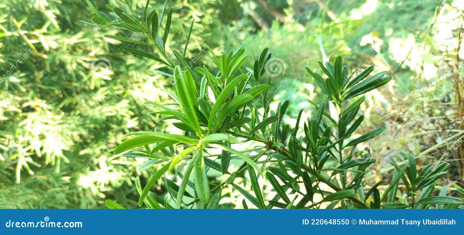 The Leaf of Podocarpus Macrophillus or Most Known by Lohansung. Stock ...