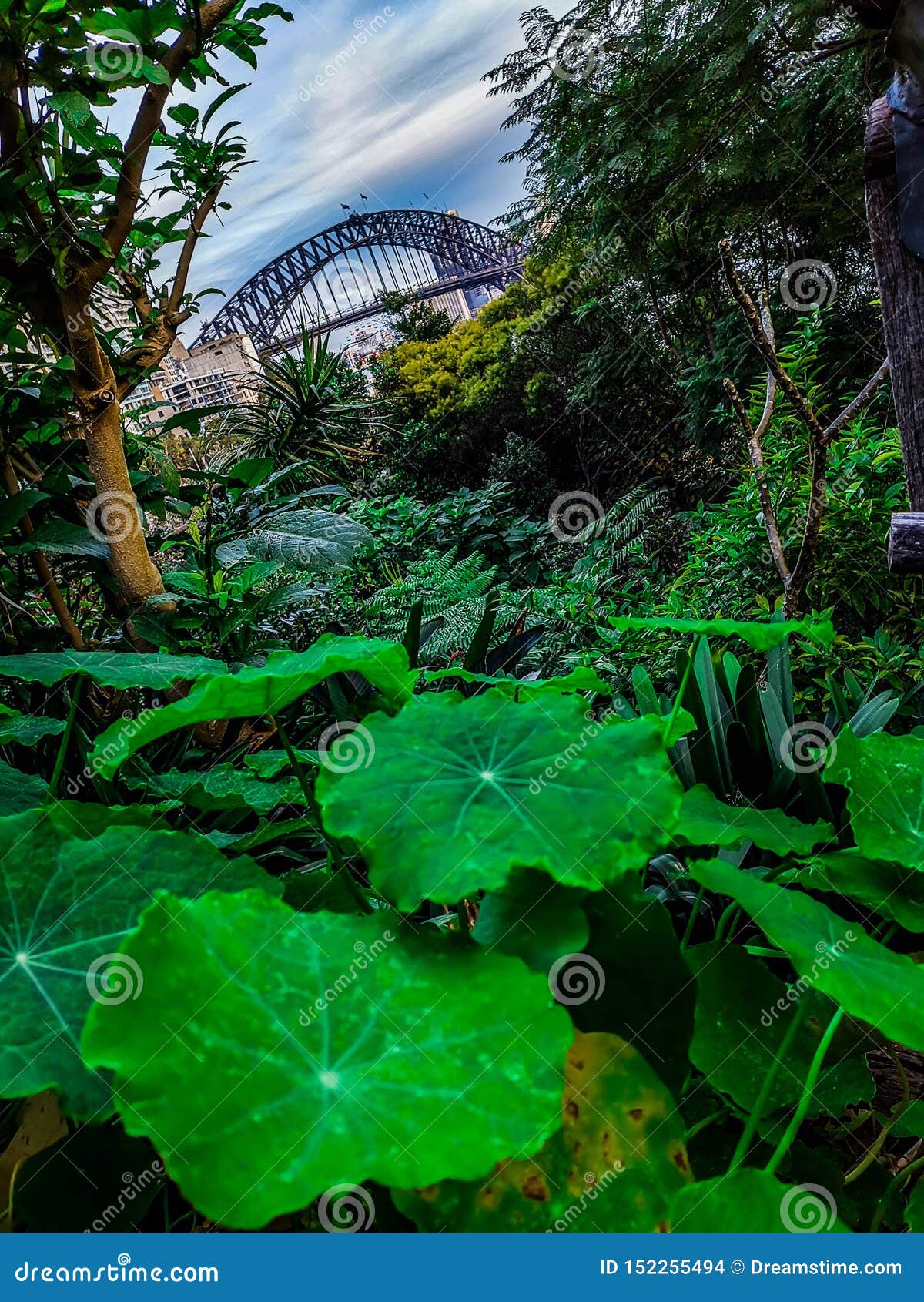 Leaf point of view stock photo. Image of cityview, greenery - 152255494