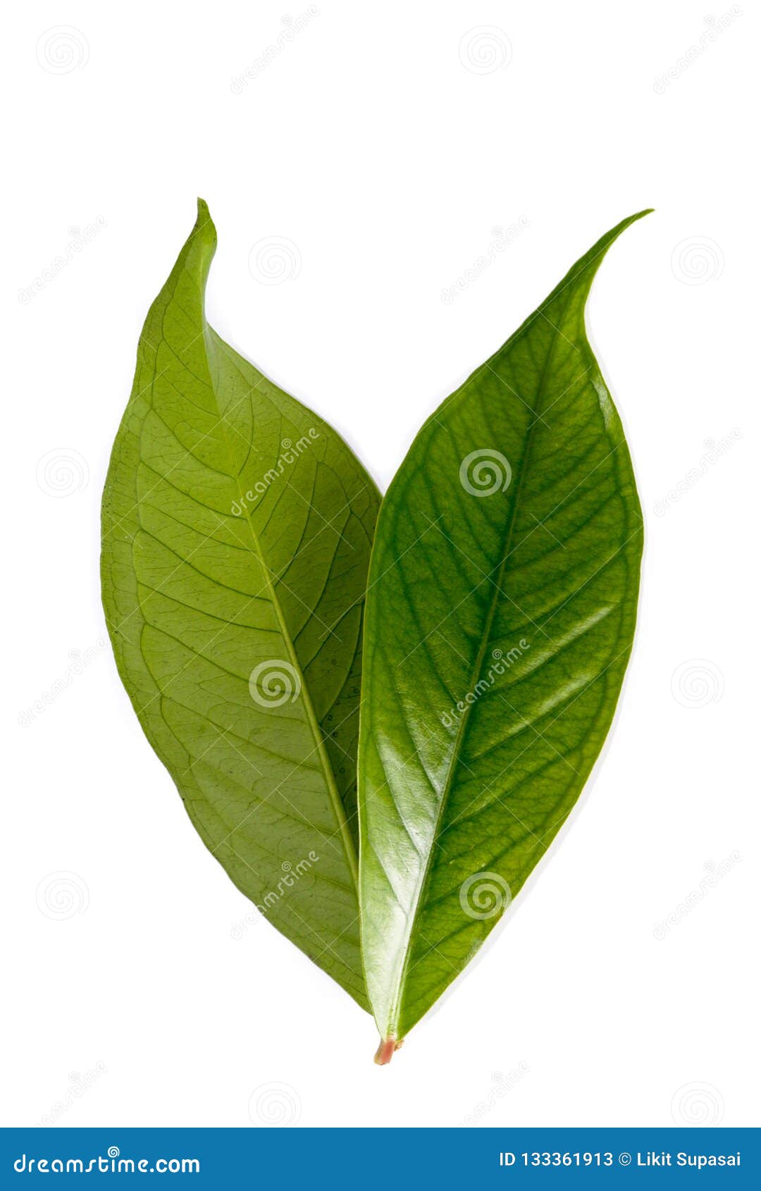 Pomerac White Background in Studio Stock Image - Image of pomerac, linn ...