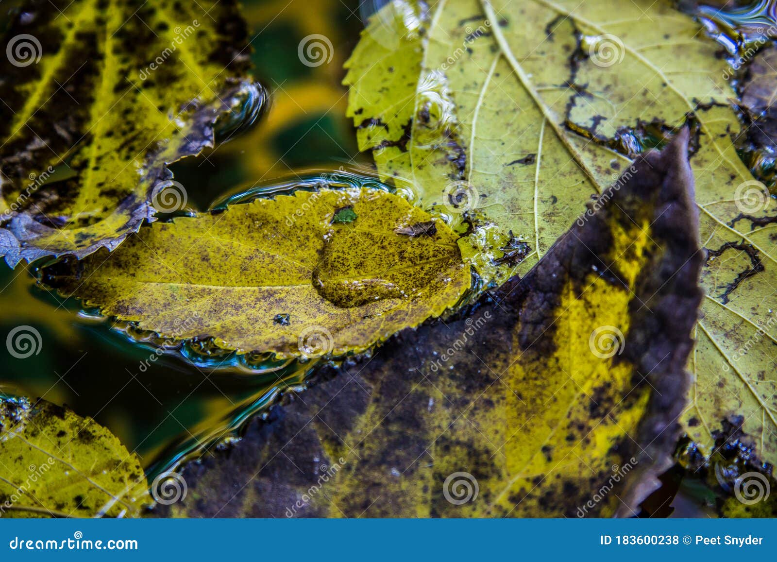 Leaf in a pool of water stock photo. Image of water - 183600238
