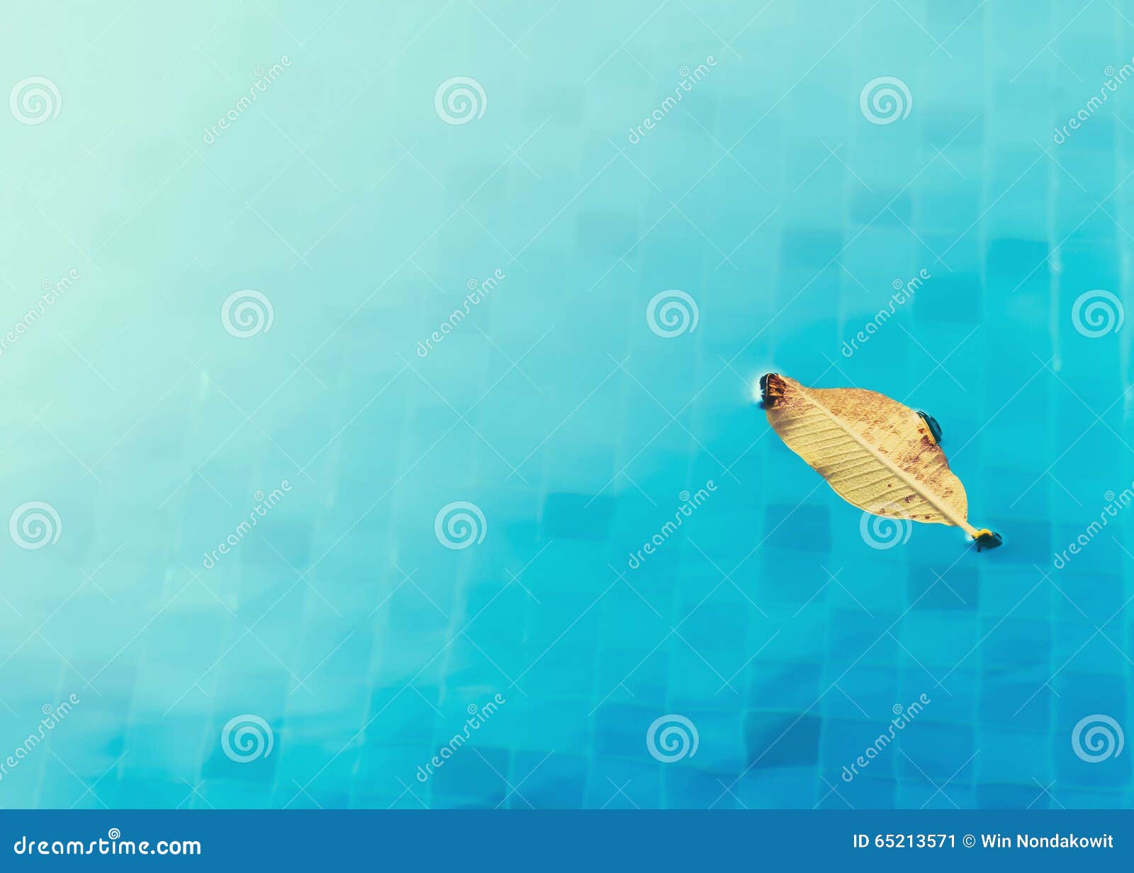 Leaf in pool stock image. Image of surface, edge, transparent - 65213571
