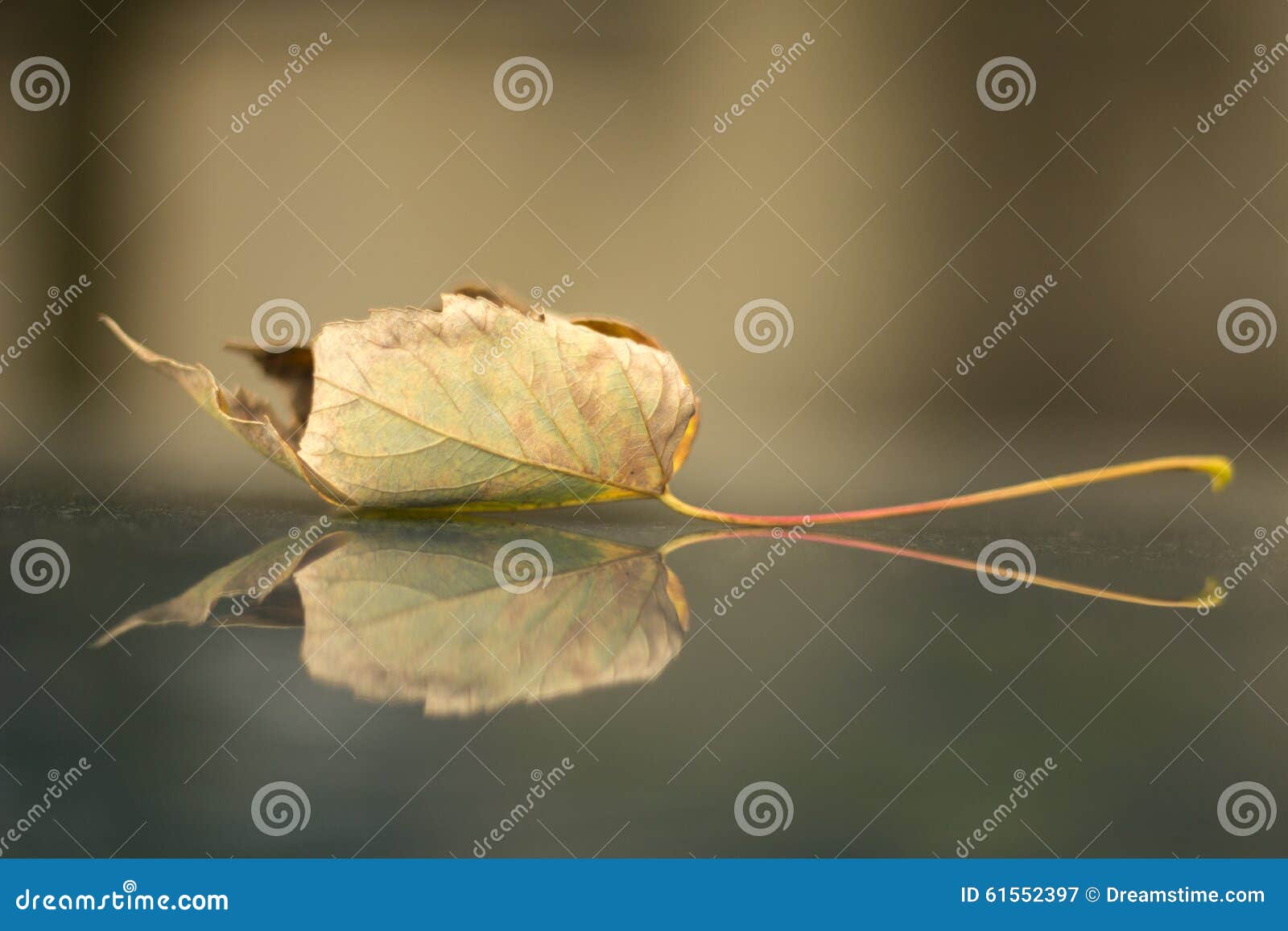 Leaf stock image. Image of mirror, leaf, tree, leafage - 61552397
