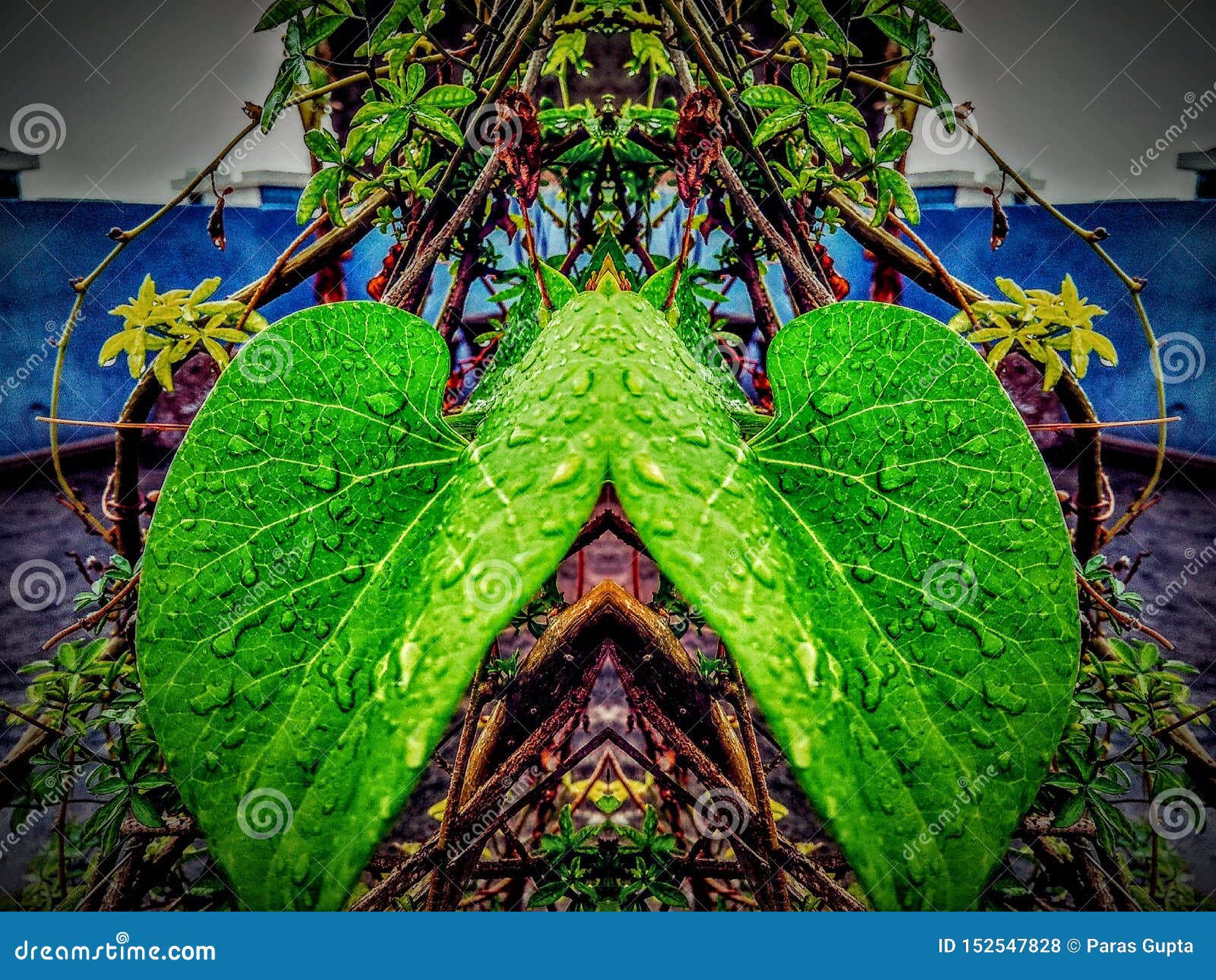 Leaf Portrait with Mirror Effect Stock Photo - Image of leaf, raining ...