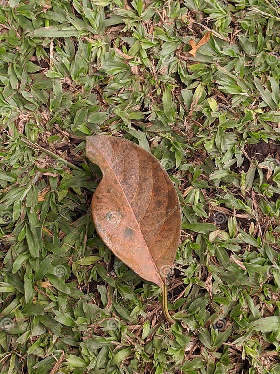Leaf Potrait on Green Grass Stock Photo - Image of nature, animal ...