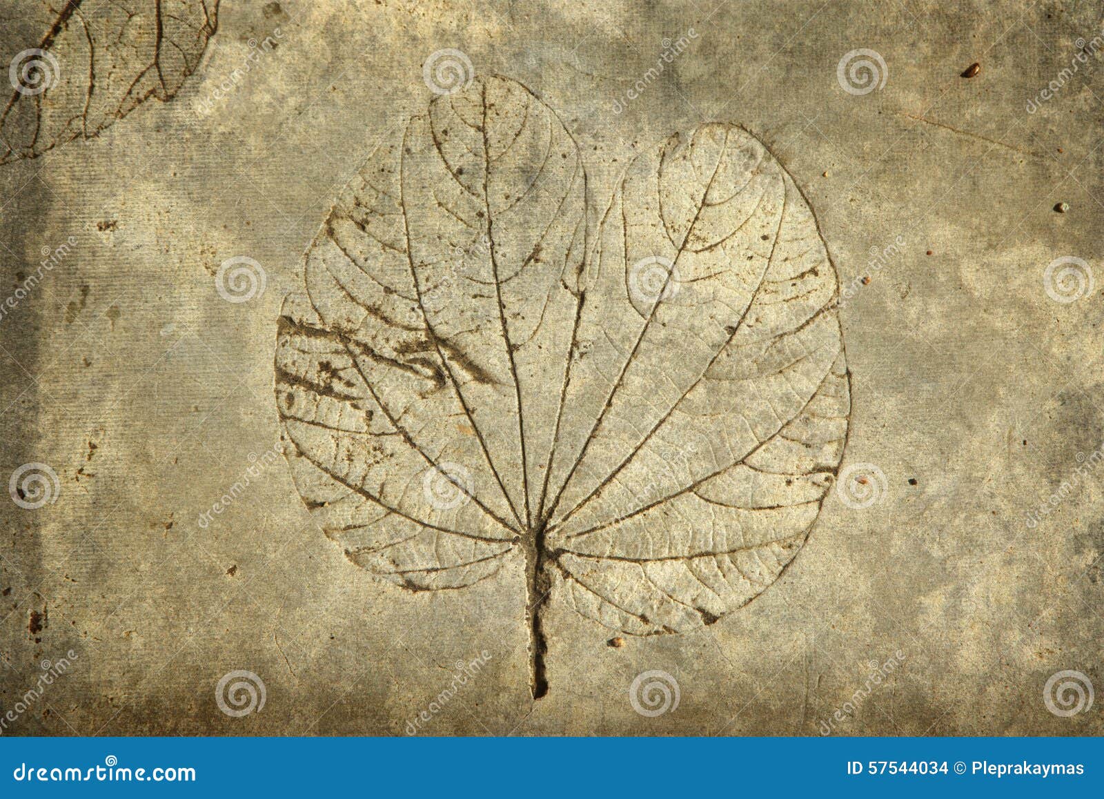 Leaf Print on Concrete Texture Stock Photo - Image of rough, dirty ...
