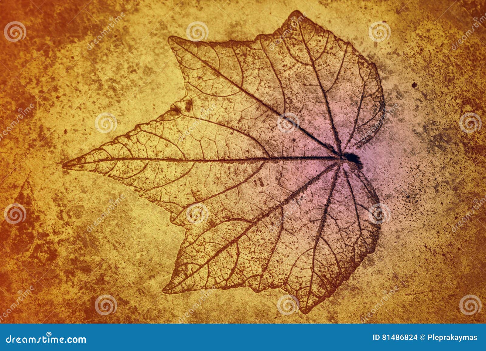 Leaf Print on Concrete Texture Stock Photo - Image of detail, grunge ...