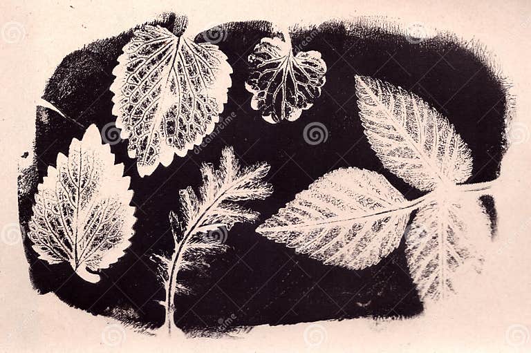 Leaf Prints on a Dark Background, Negative Space, Copy Space, Abstract ...