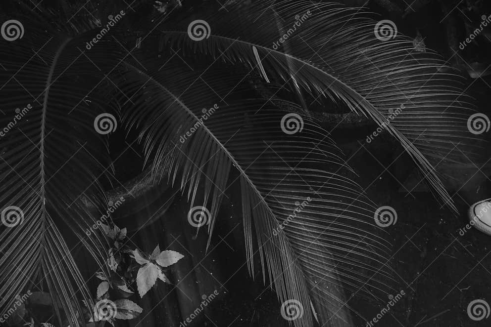 Leaf. stock image. Image of plant, leaf, artwork, nature - 250184481