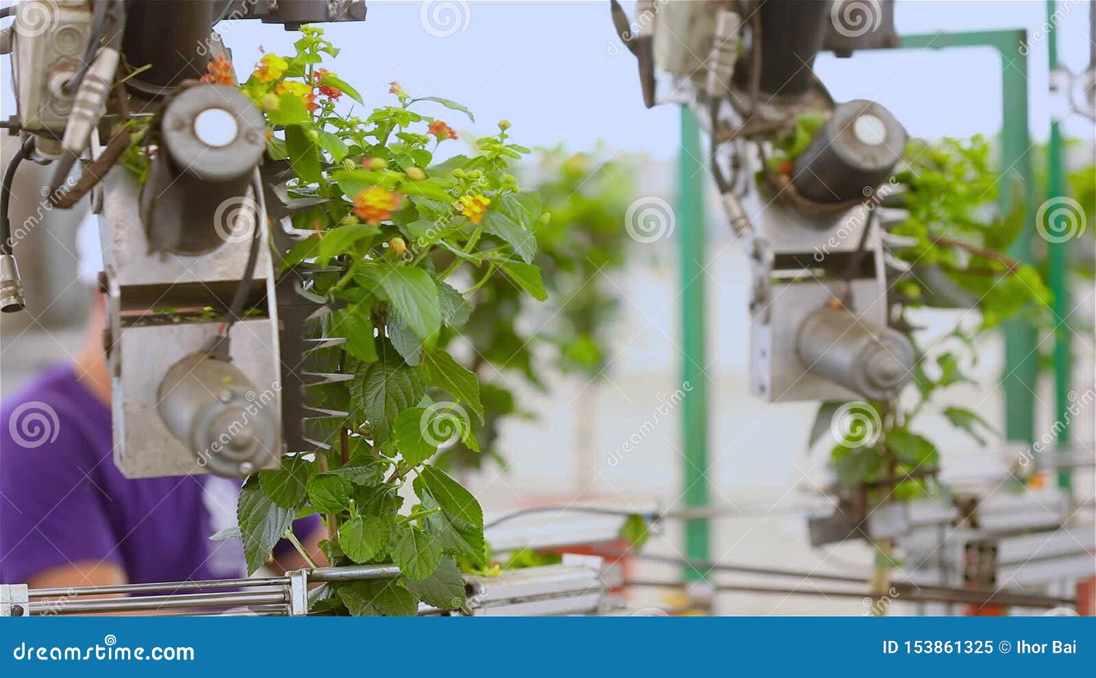 Leaf Pruning Machine, Automatic Leaf Pruning Machine, Conveyor Line ...