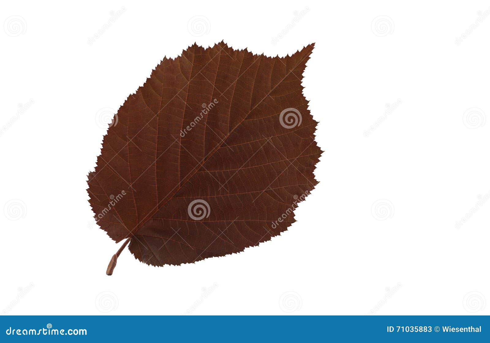 Leaf of Purple Giant Filbert. Macro. Stock Image - Image of horizontal ...