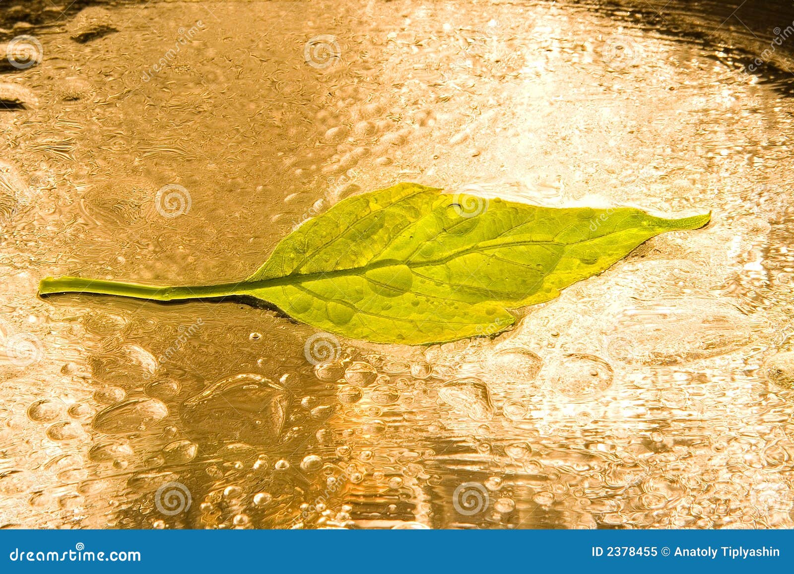 Leaf in rain stock image. Image of fall, floral, blade - 2378455