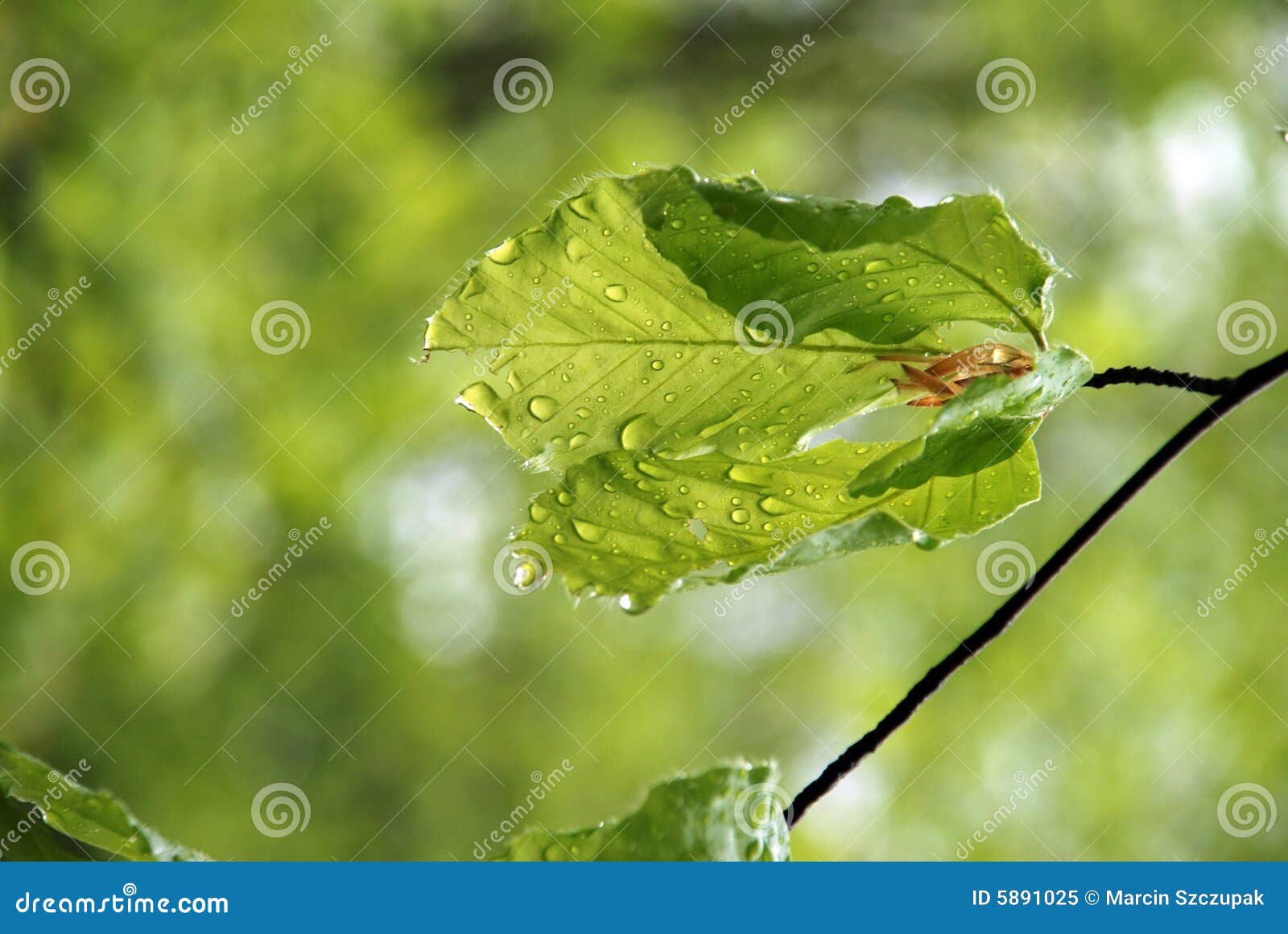 Leaf after rain stock image. Image of veins, nature, green - 5891025