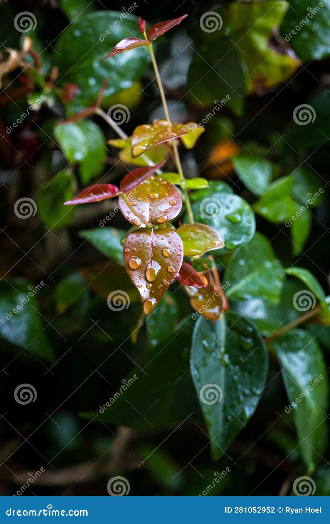 Leaf Rain Droplets after a Storm. Top-Down View Stock Photo - Image of ...